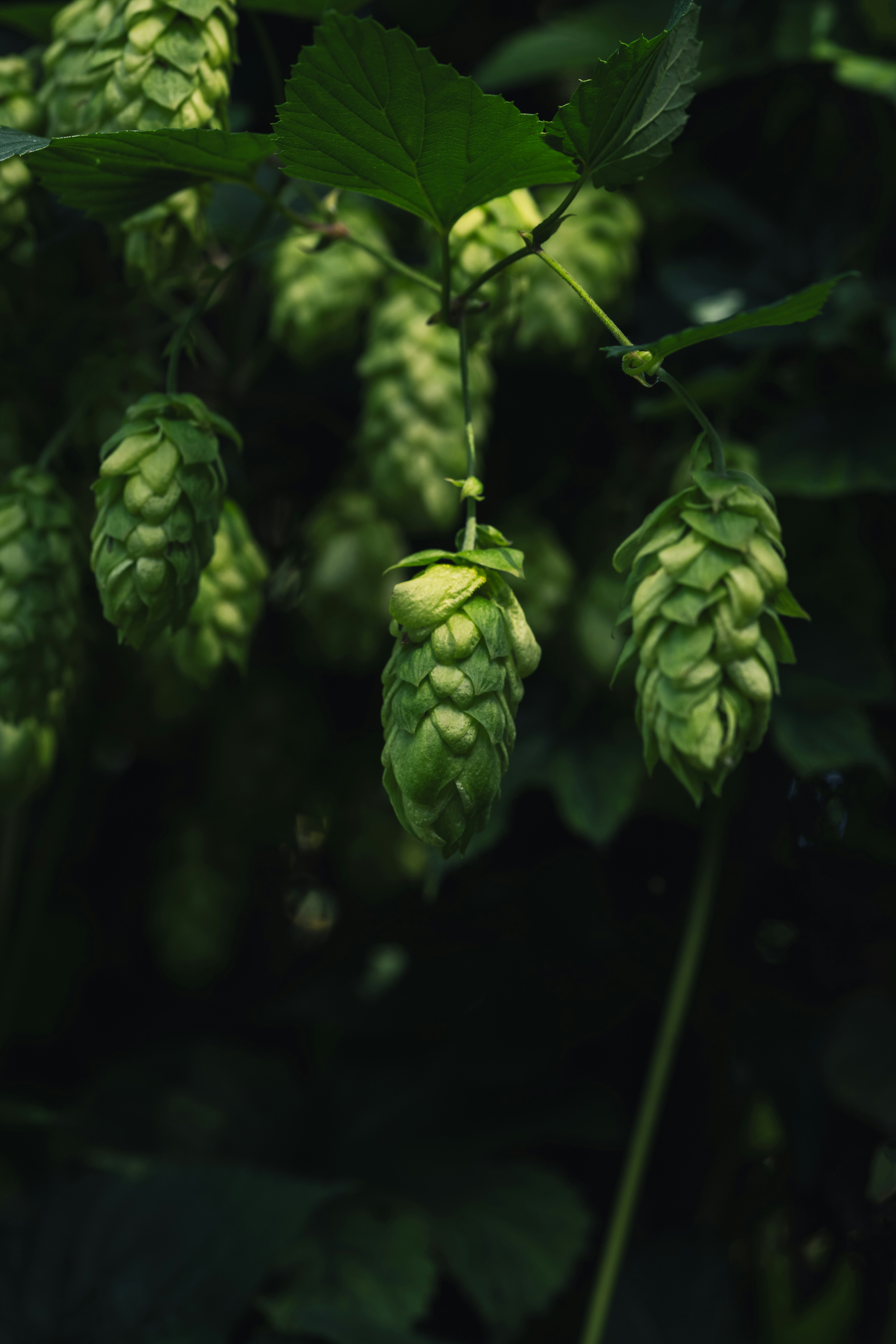 Photo by Monika Grabkowska with Nikon Z7