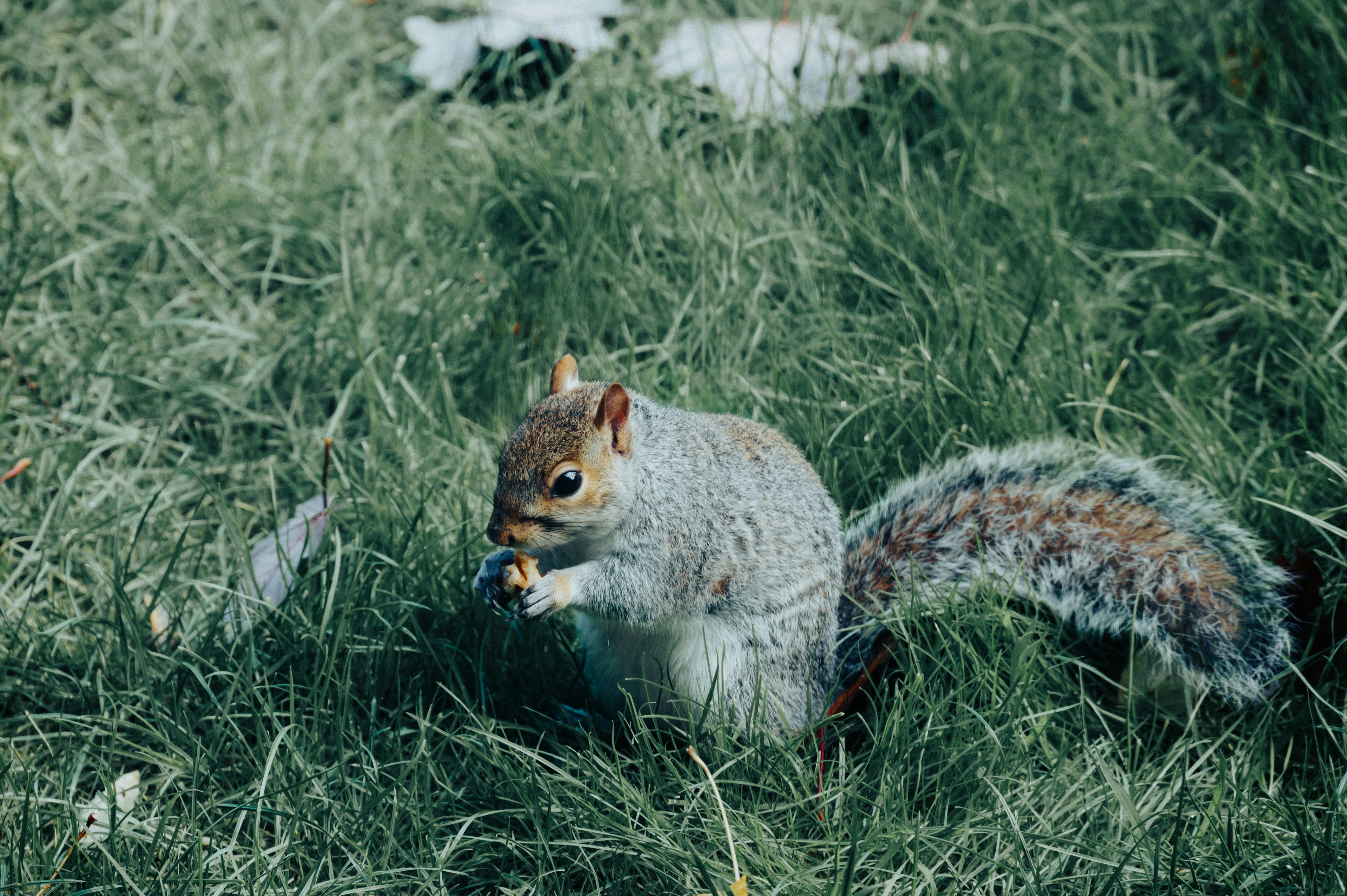 Quiet Forage: a gray squirrel nibbling among sunlit grass