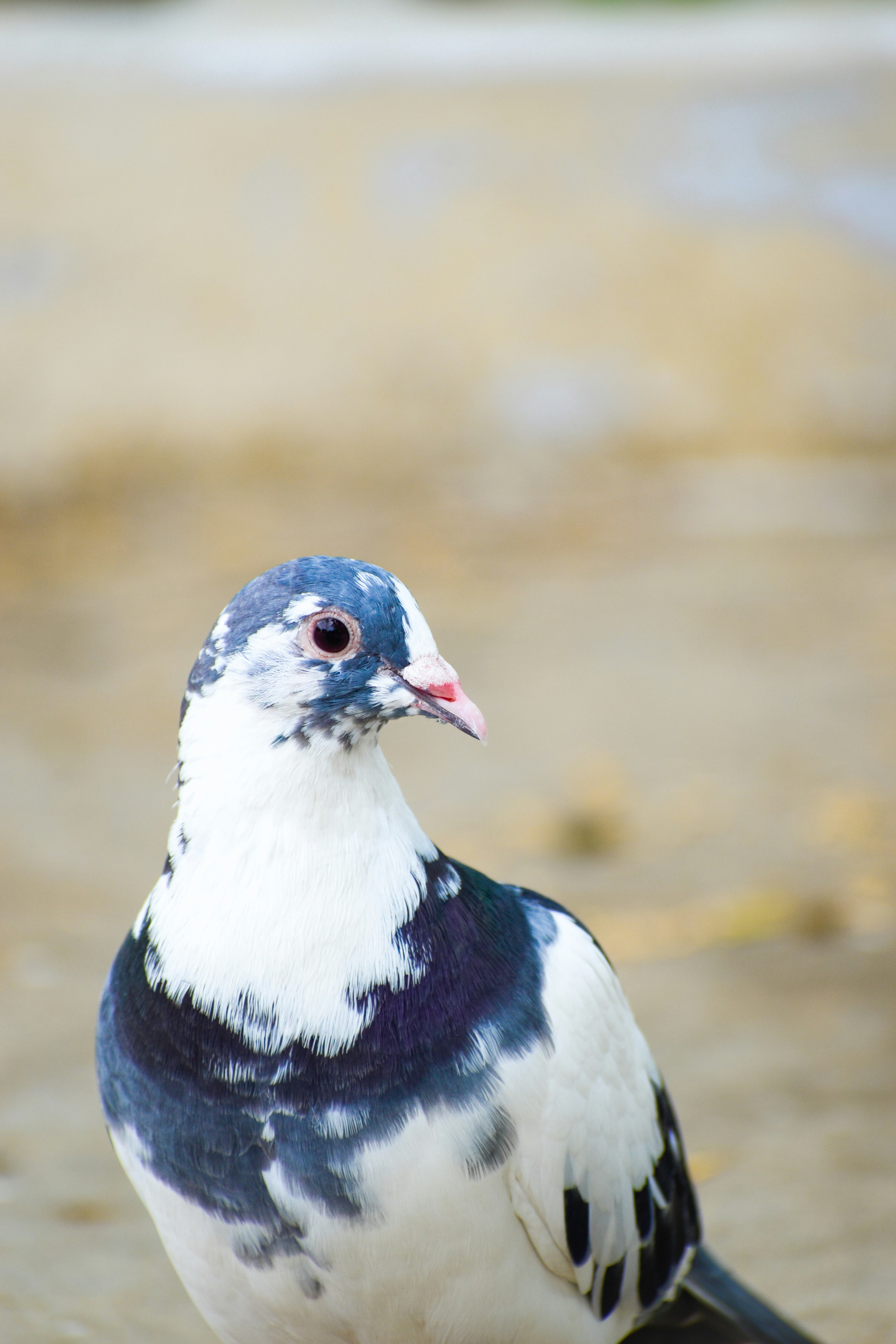 Pied Pigeon Portrait: Crisp Eye Against a Soft Beach Backdrop