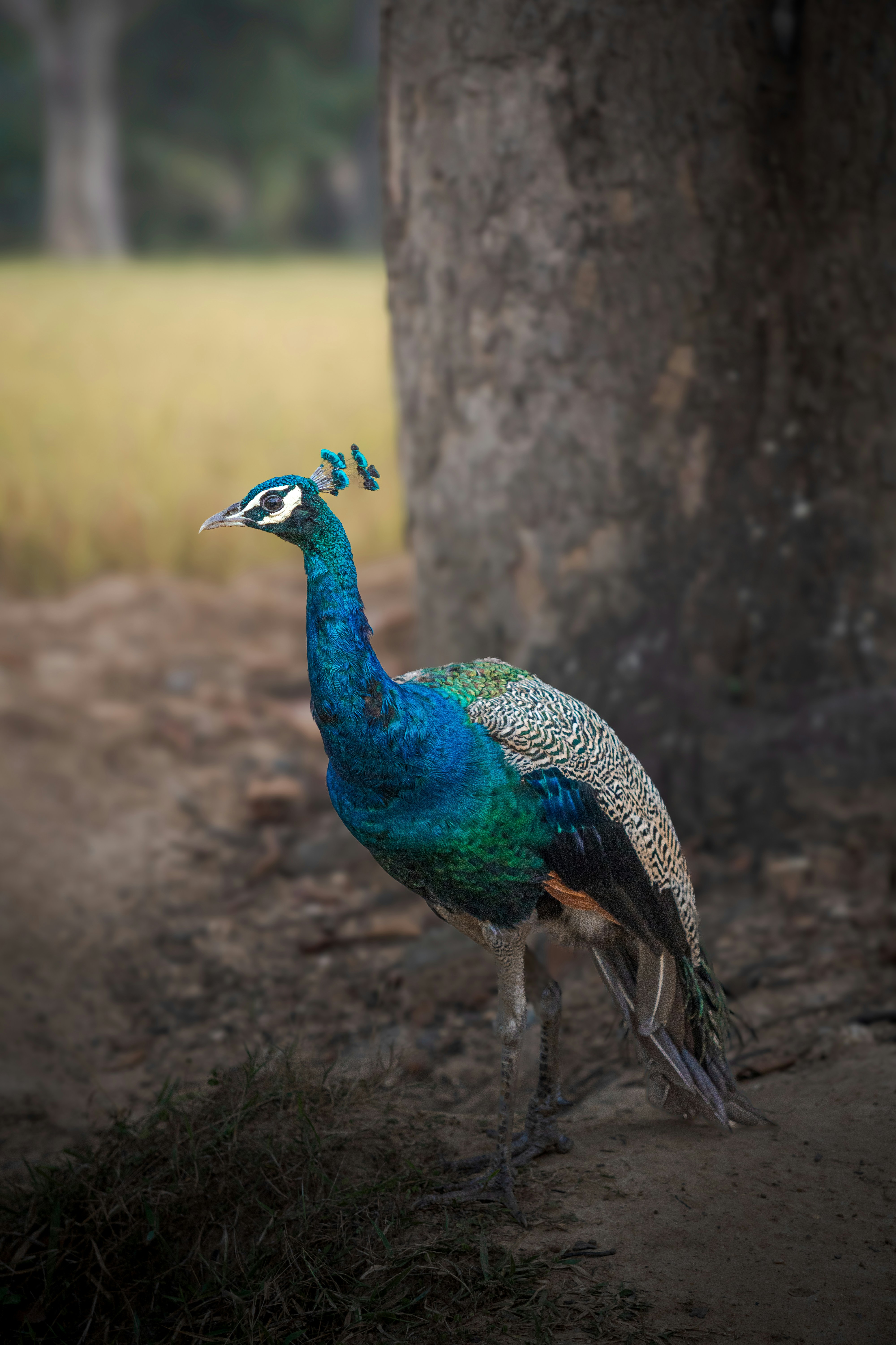 Peacock spotted wandering around the fields.