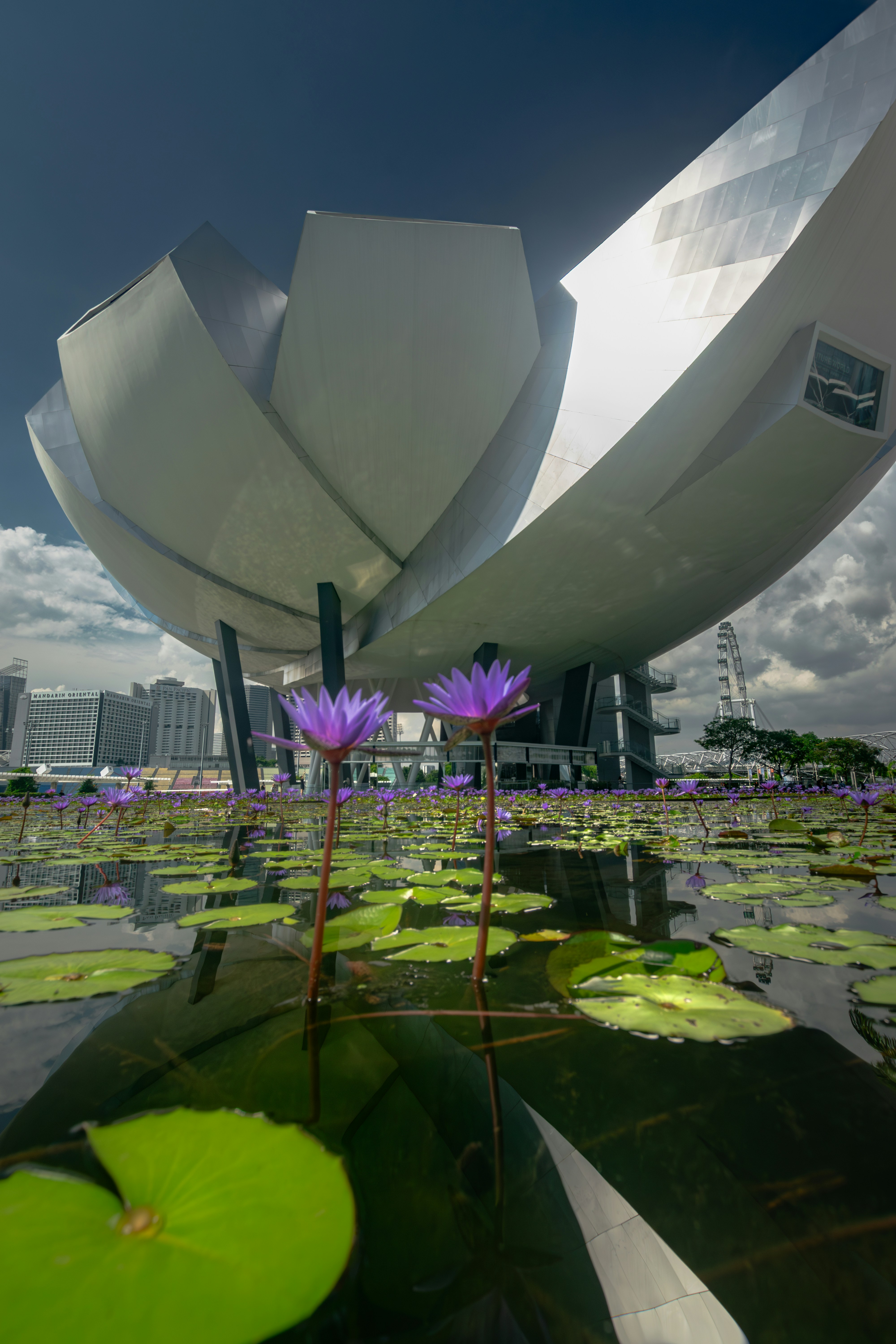 Luminous Petals: The Lotus Pavilion Above a Reflective Lily Pond