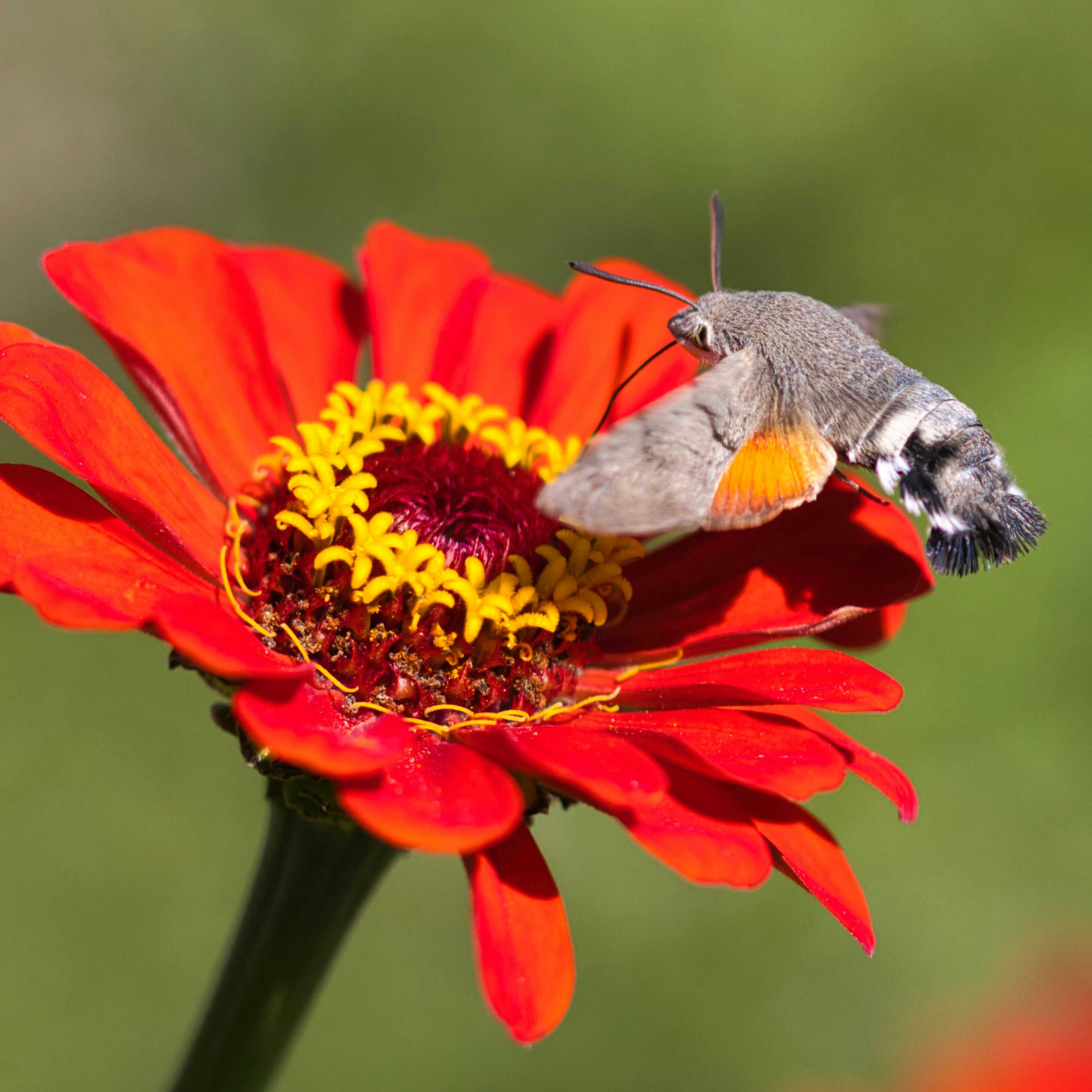 Proboscis in Bloom: Hummingbird Hawk-Moth on a Crimson Zinnia