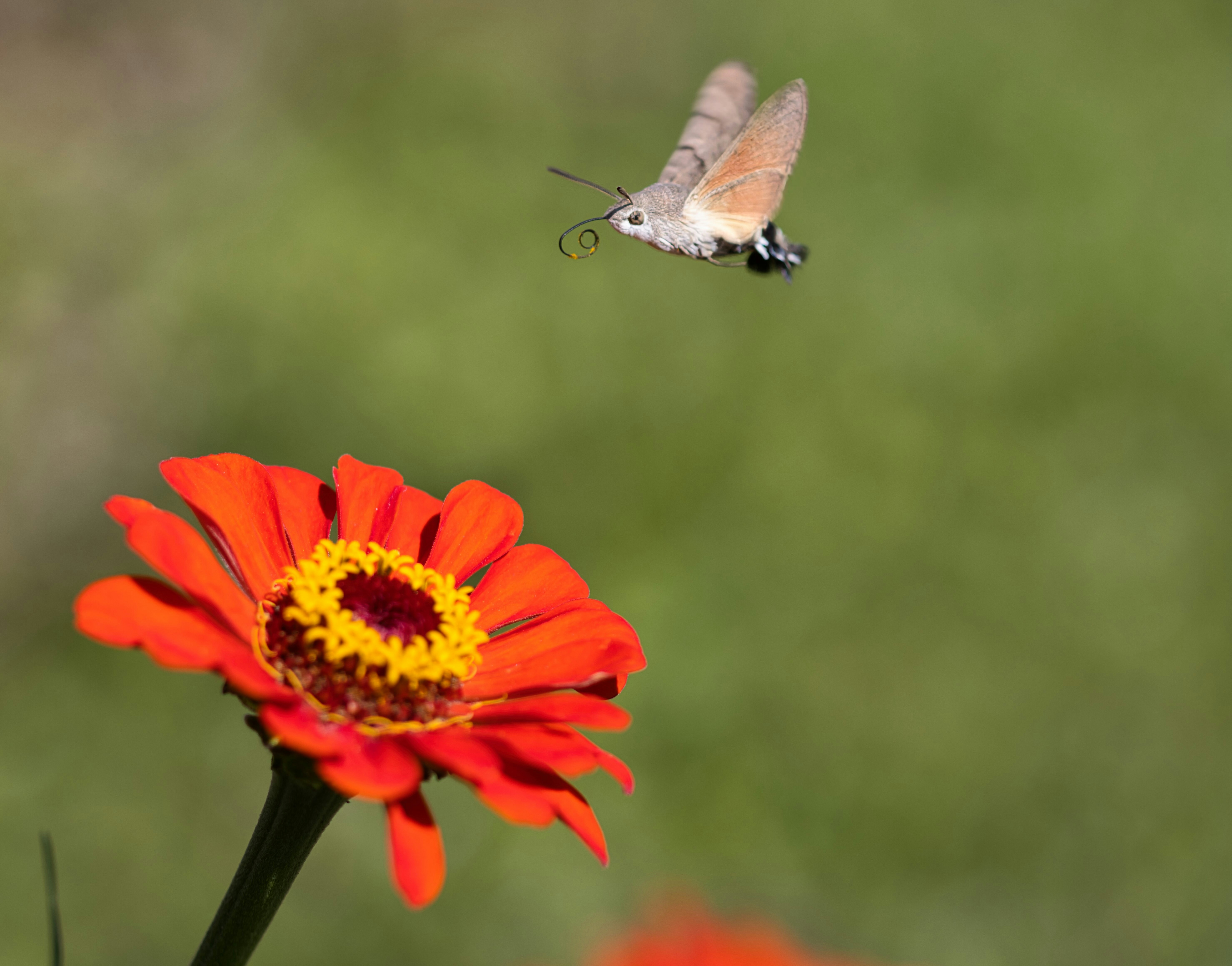 Hovering Nectar: Hawk-Moth in a Scarlet Zinnia