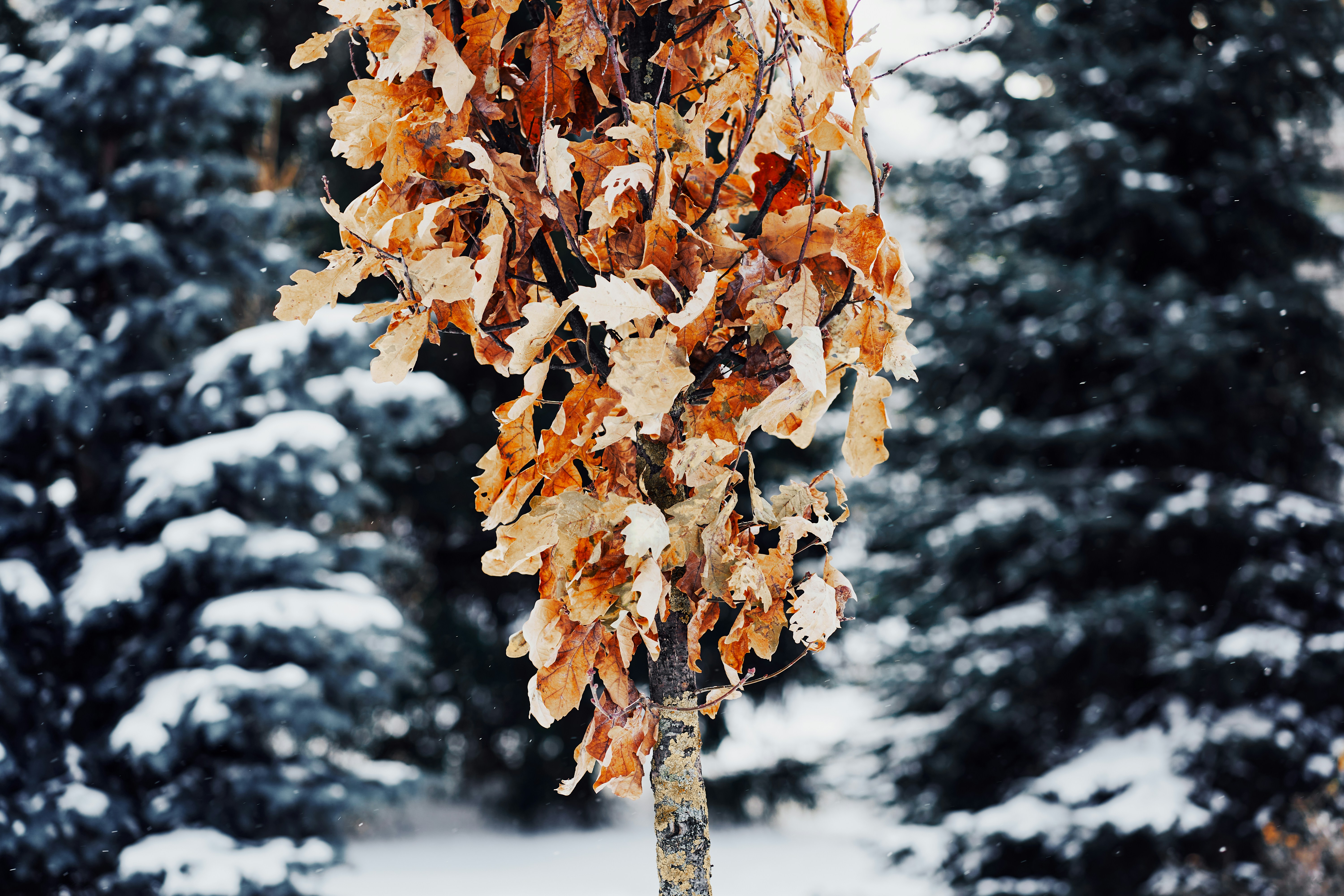 A tree with lots of leaves on it in the snow photo – Free Plant Image ...