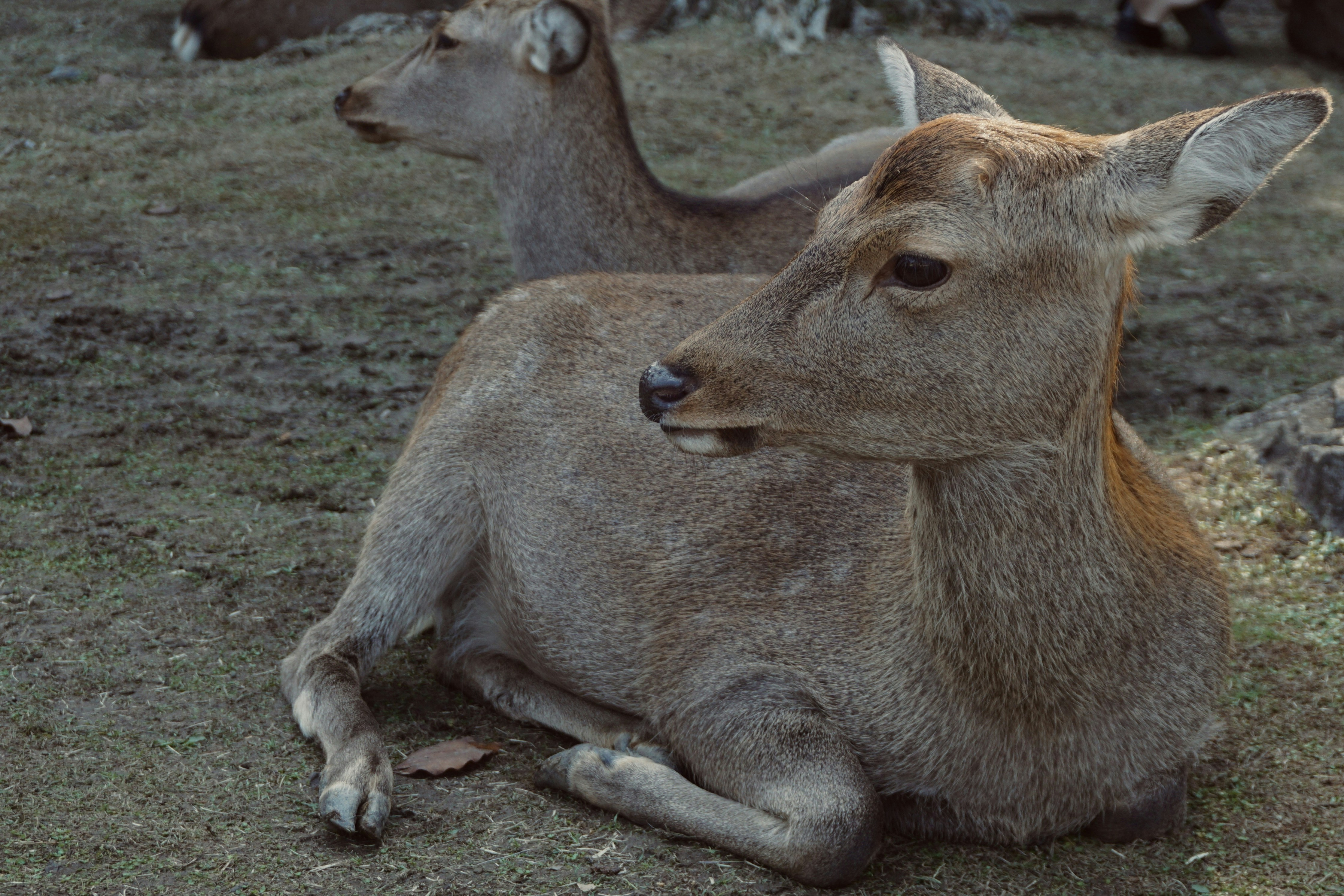 Quiet Contemplation: A Doe Resting in Dappled Park Light