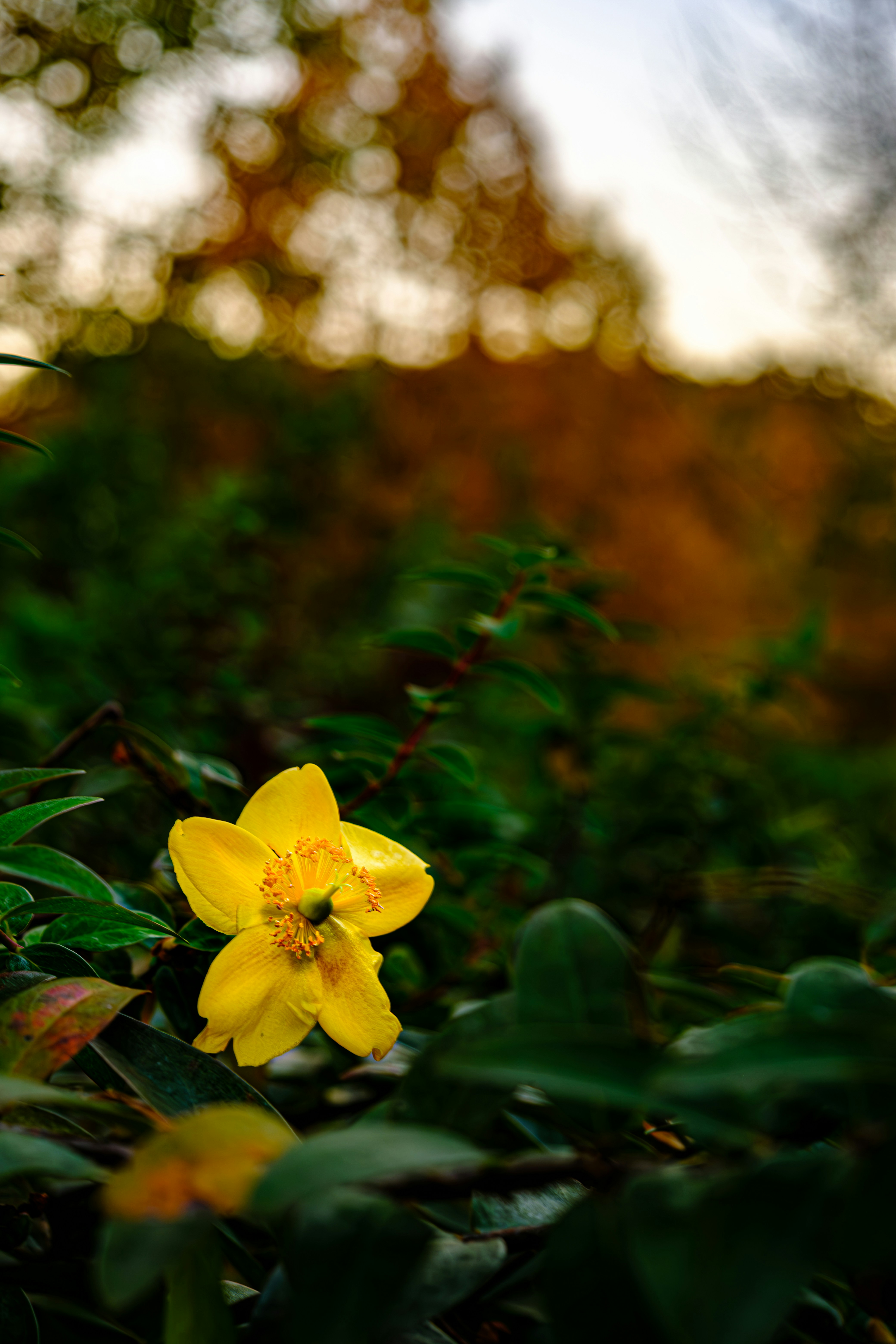 A Solitary Yellow Bloom Resting in Velvet Golden Hour Bokeh