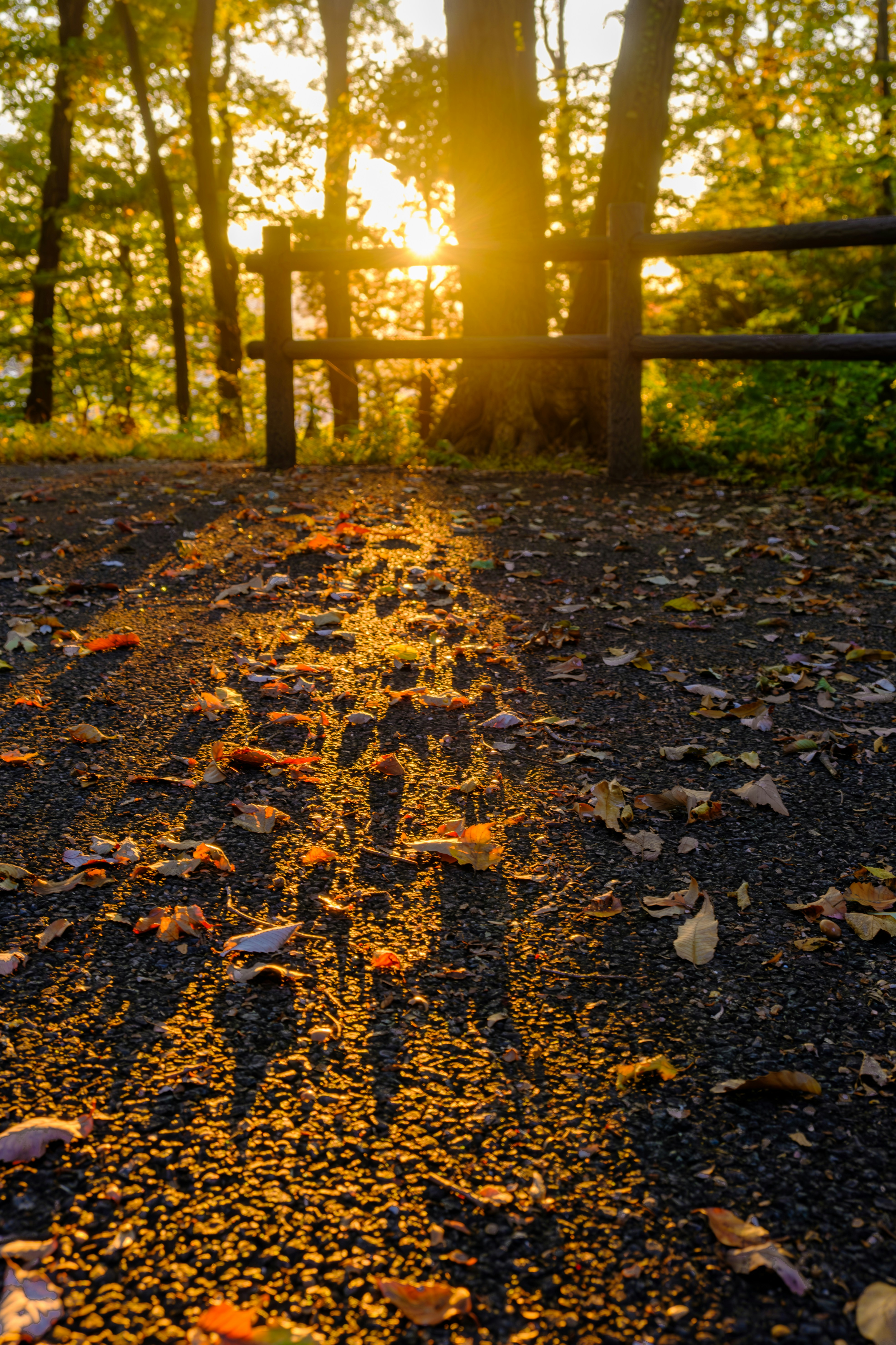 Golden Path: Evening Rail of Leaves and Light