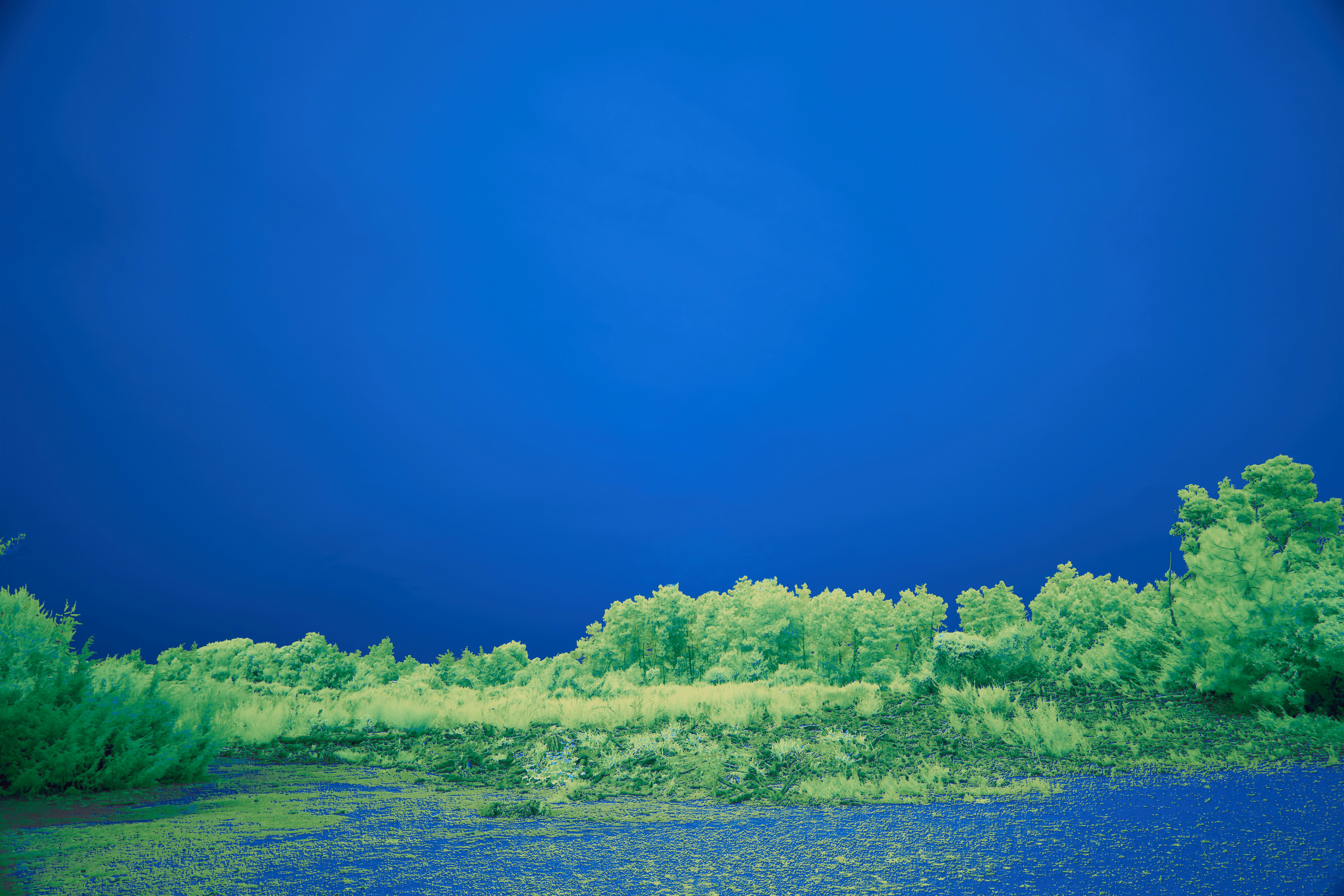 Cobalt Sky Over a Lush Shoreline