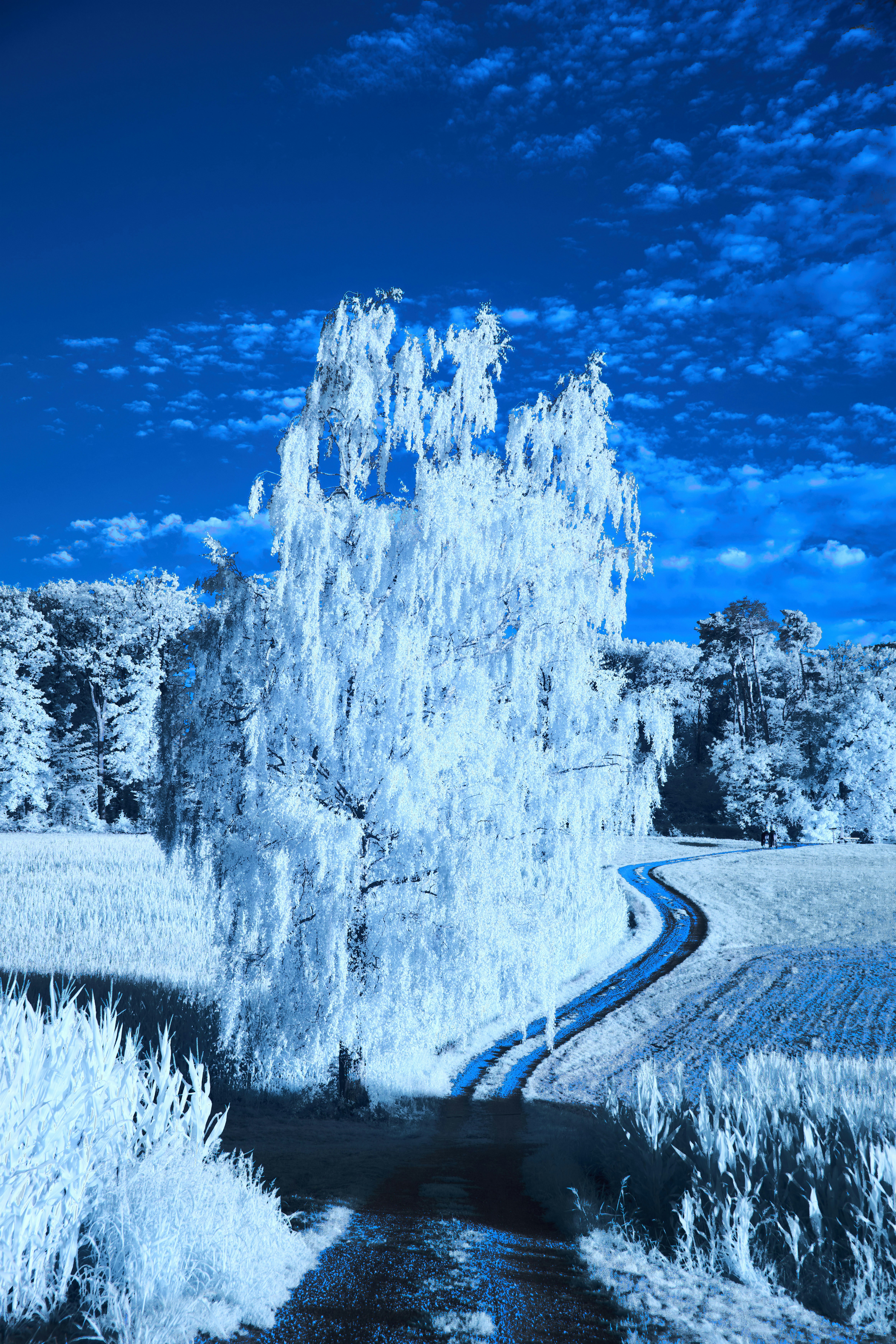 A very big pretty tree in the middle of a field photo – Free Blue Image ...