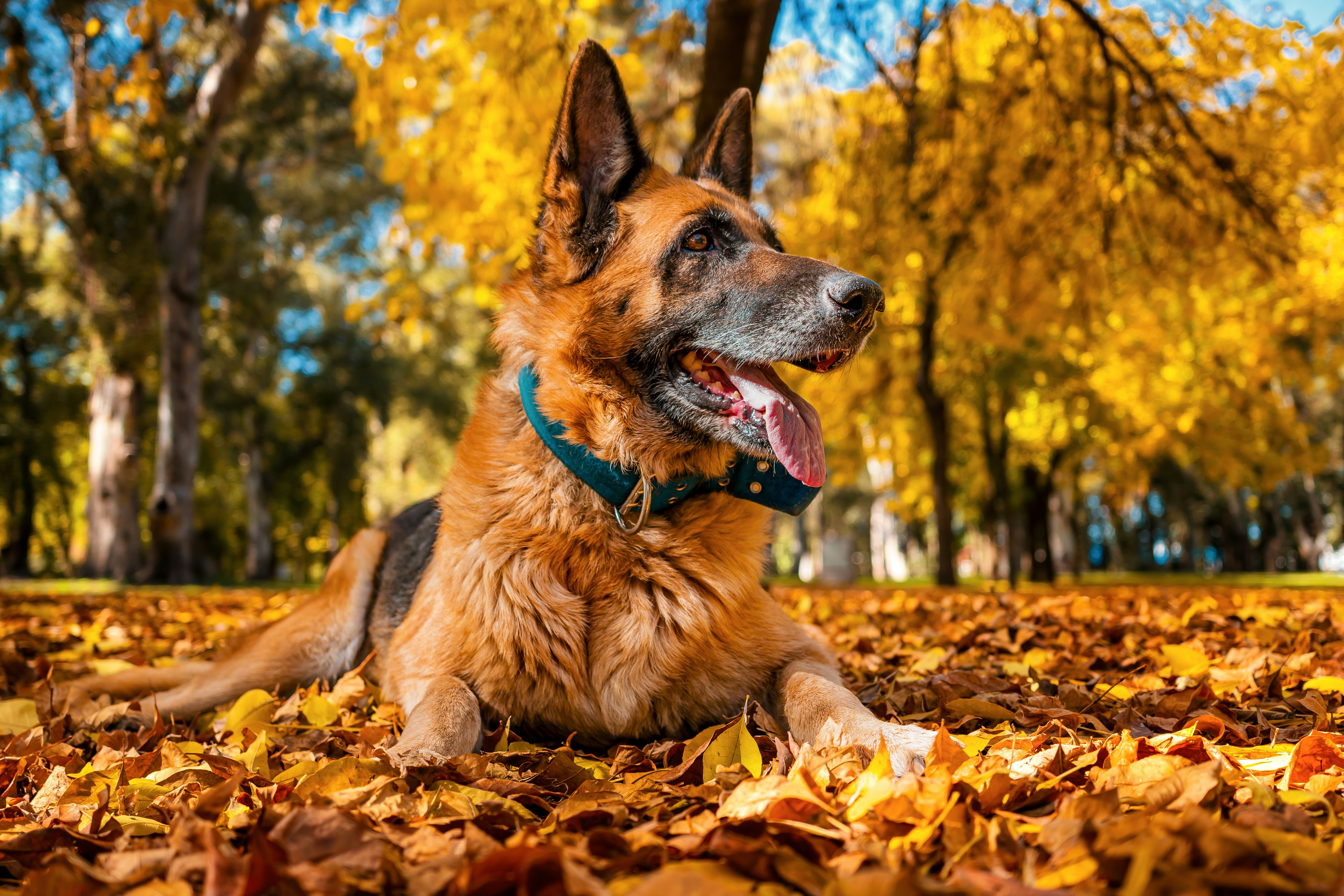 Amber Leaves, Loyal Gaze: A Dog Reposes in Fall Light