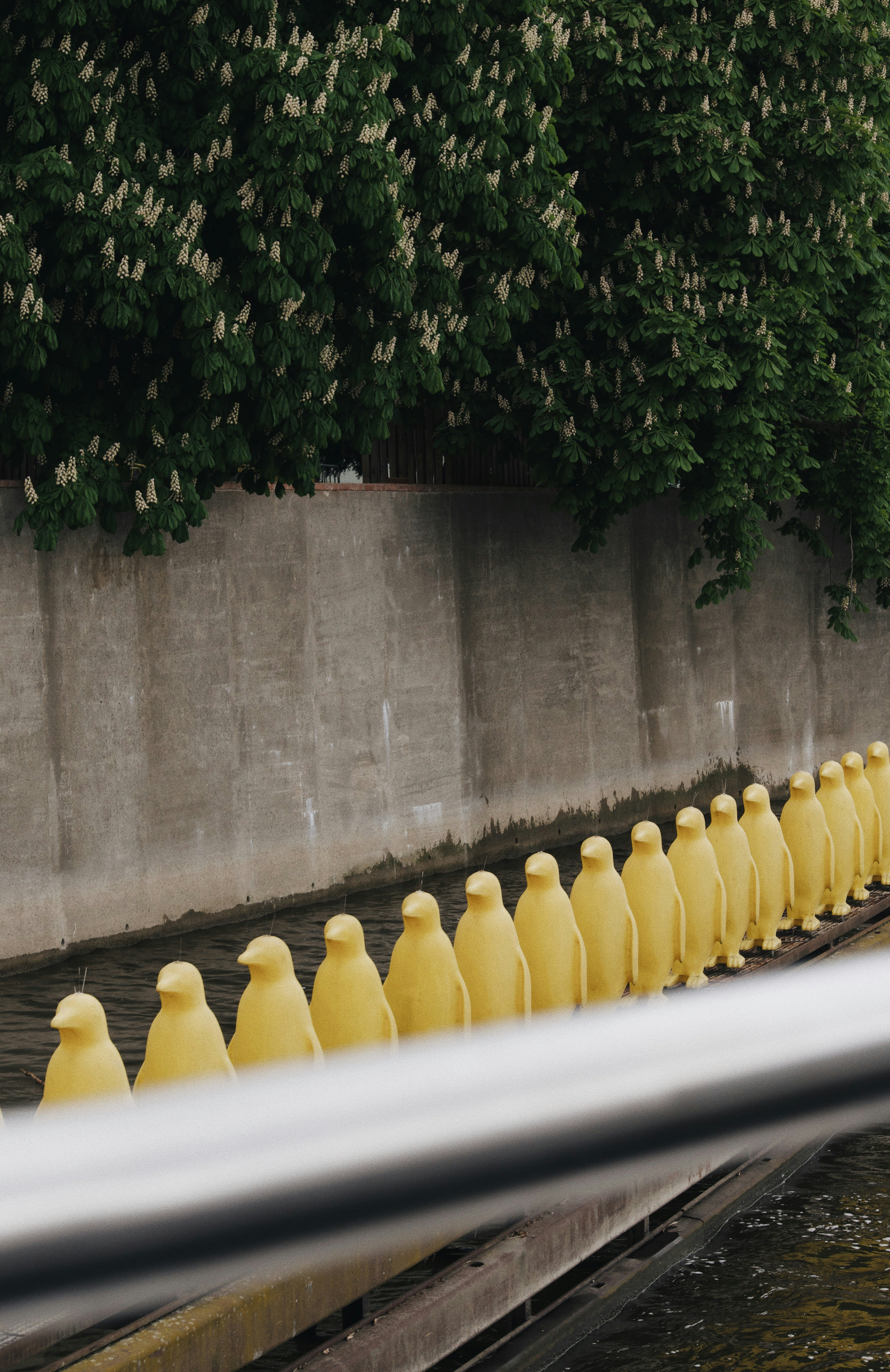Yellow Penguin Parade Along a Riverside Concrete Wall