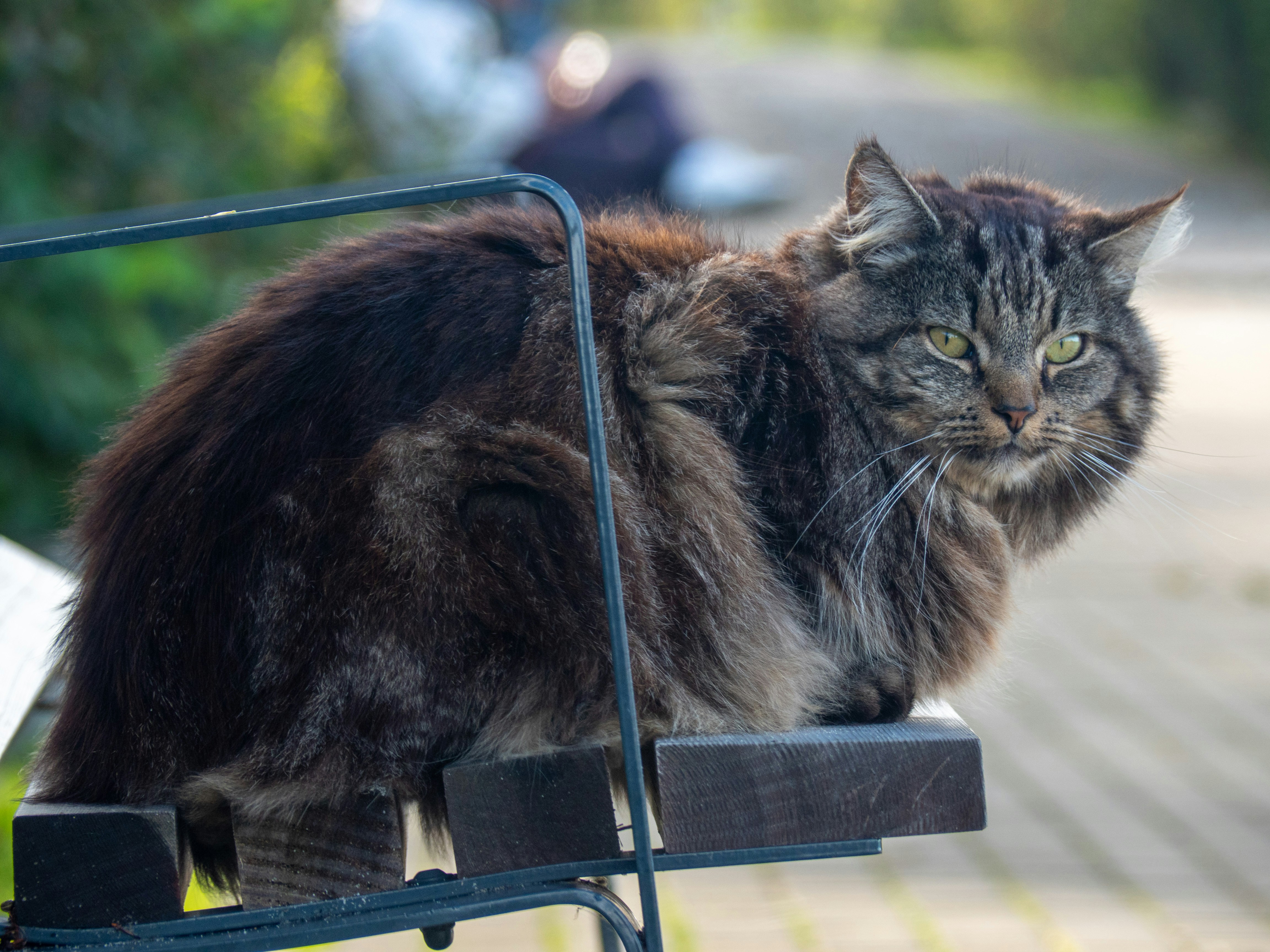 A lion-like companion perched on a park bench