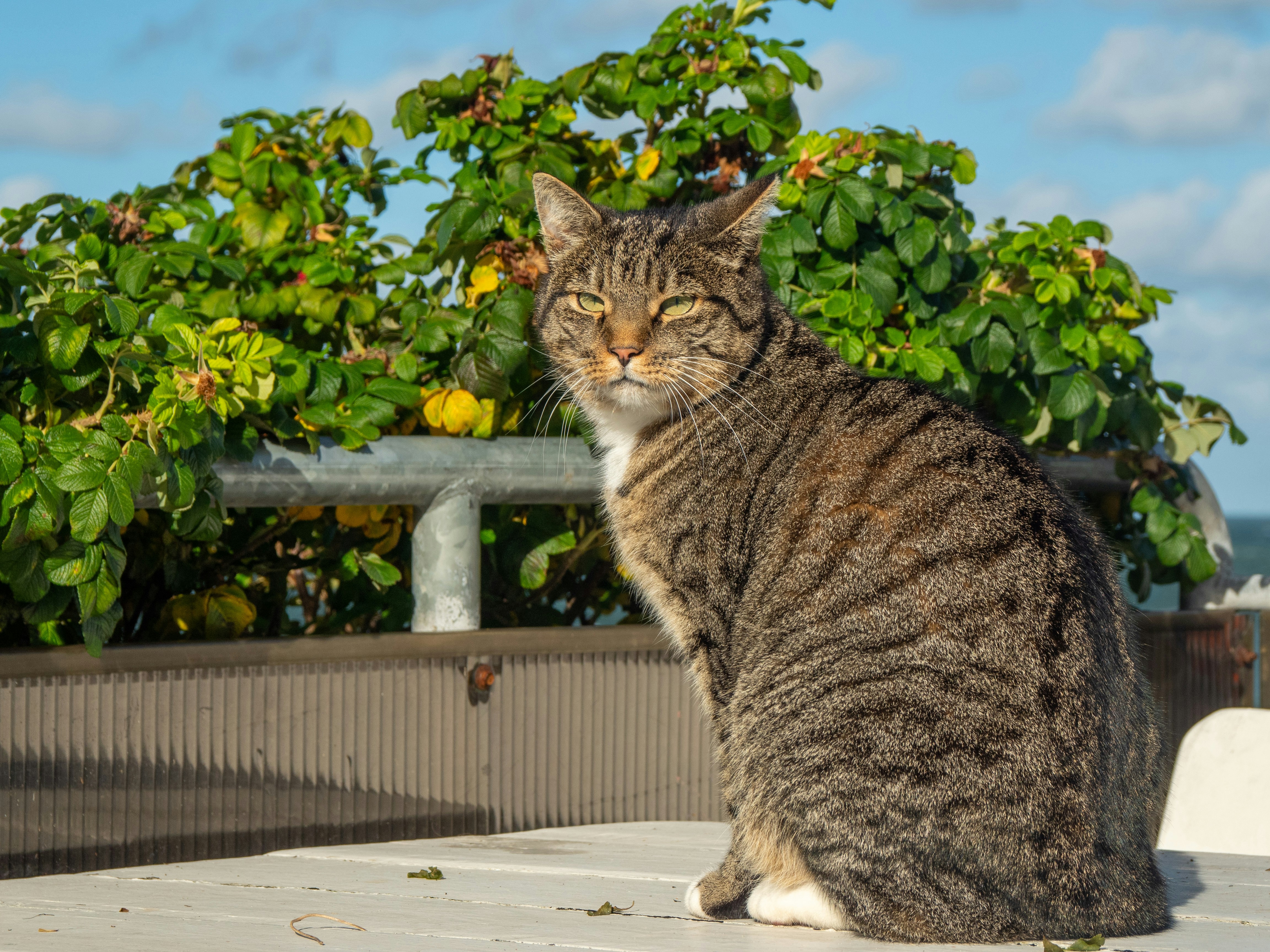 Sunlit Grey Tabby on a Garden Terrace