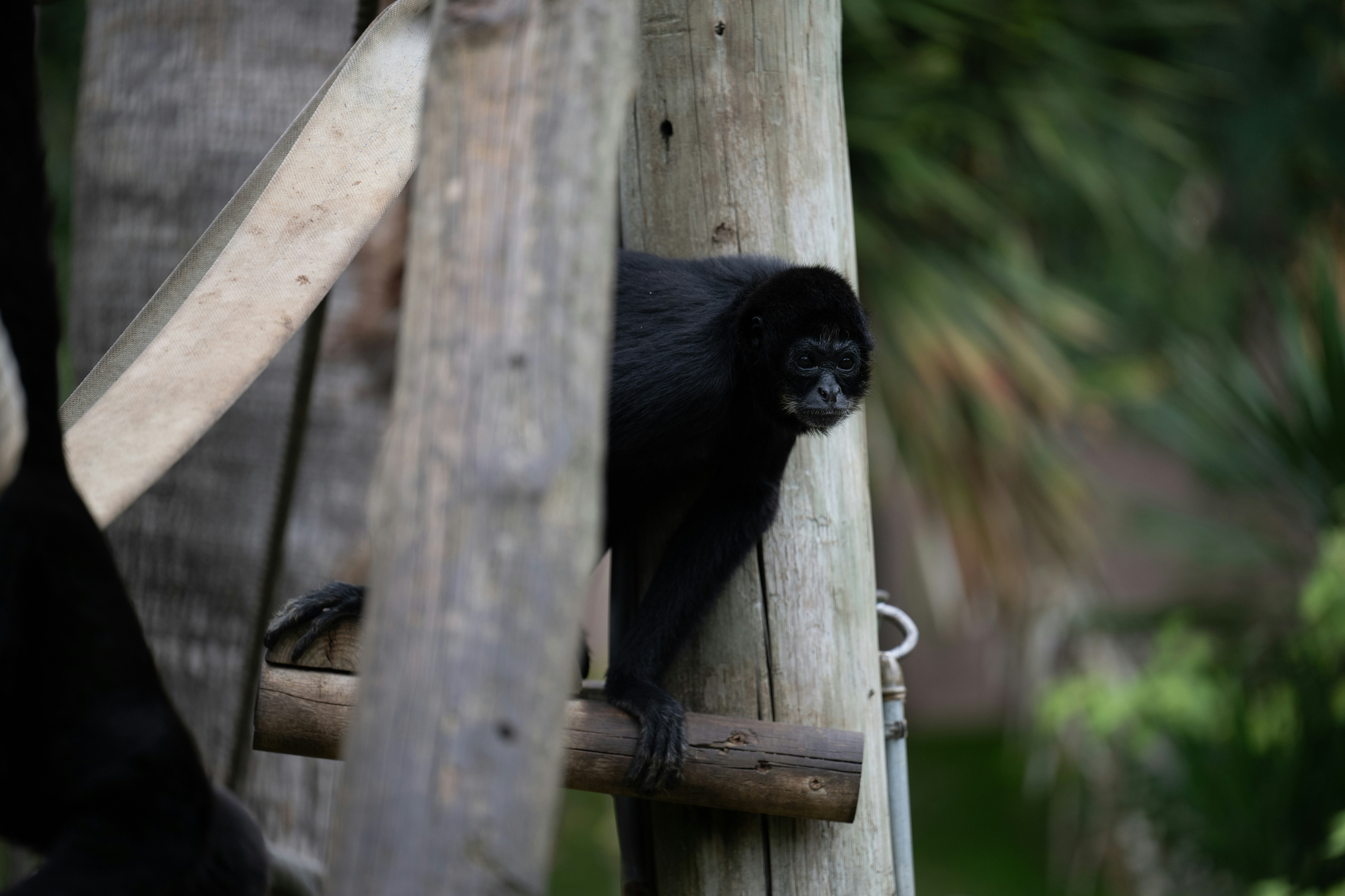 Un singe noir grimpant sur une structure en bois photo – Image gratuite ...