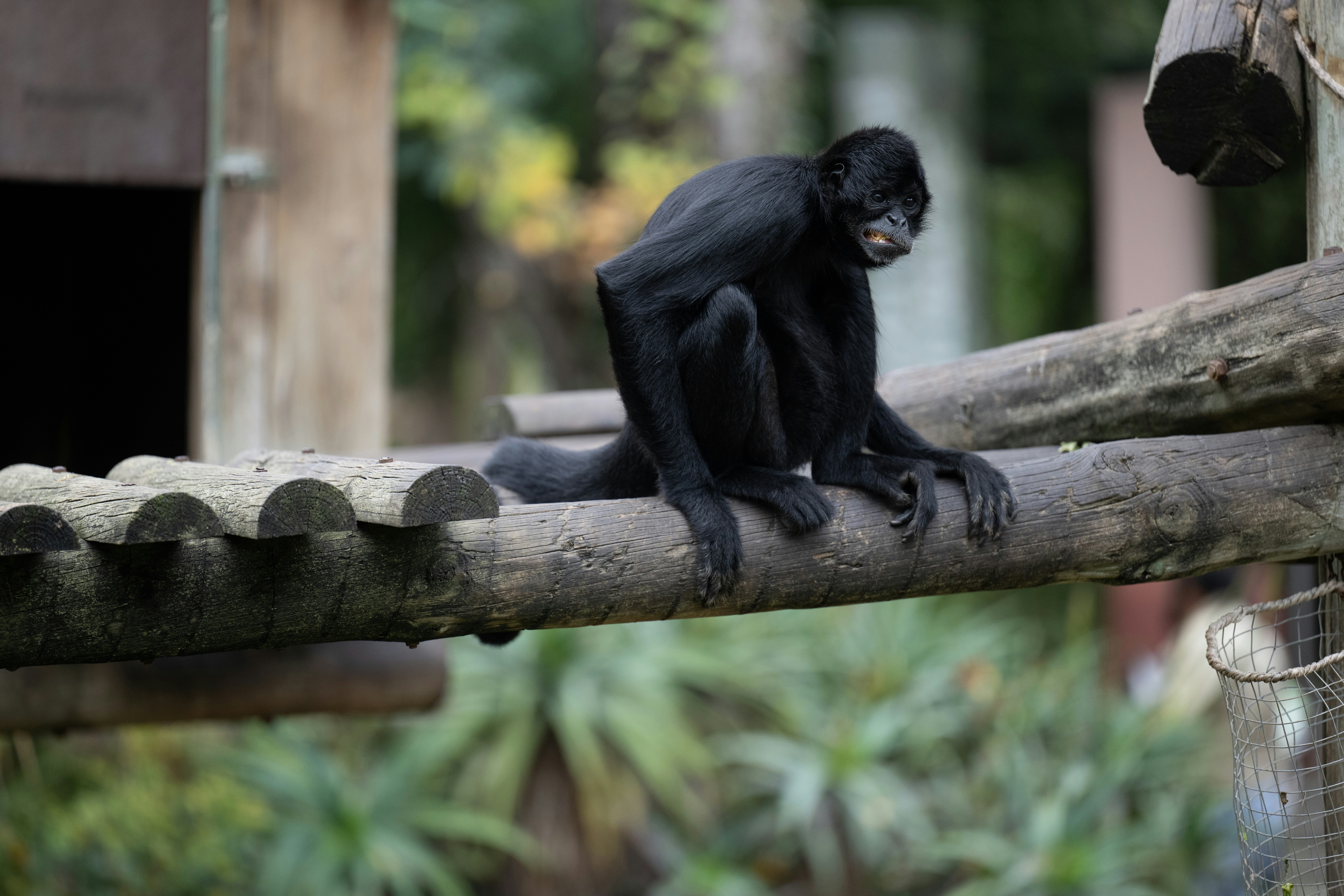 Perched on Weathered Beams, a Chimpanzee Examines Its Enclosure