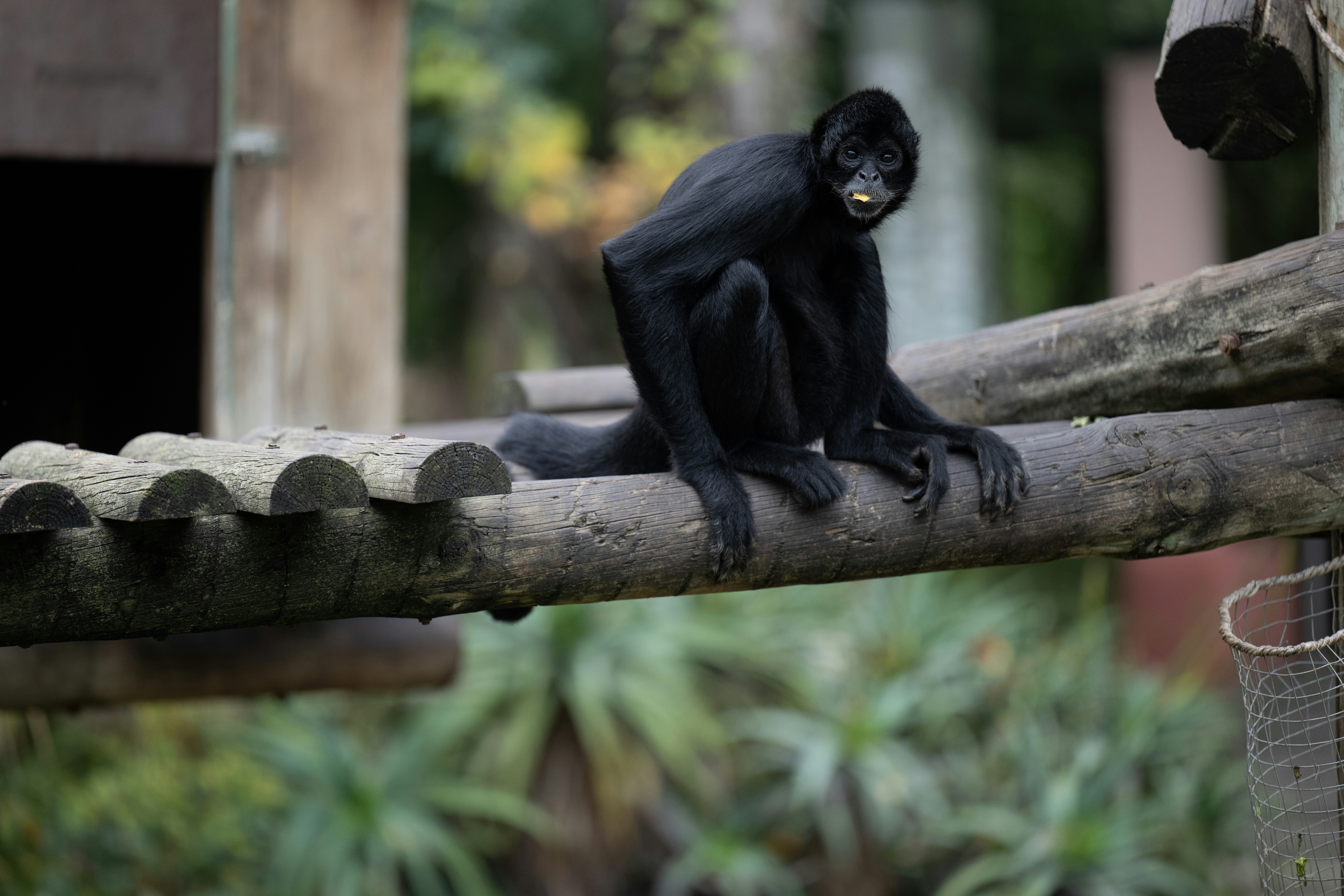 Gaze Among the Logs: A Black Primate Pauses on Weathered Beams