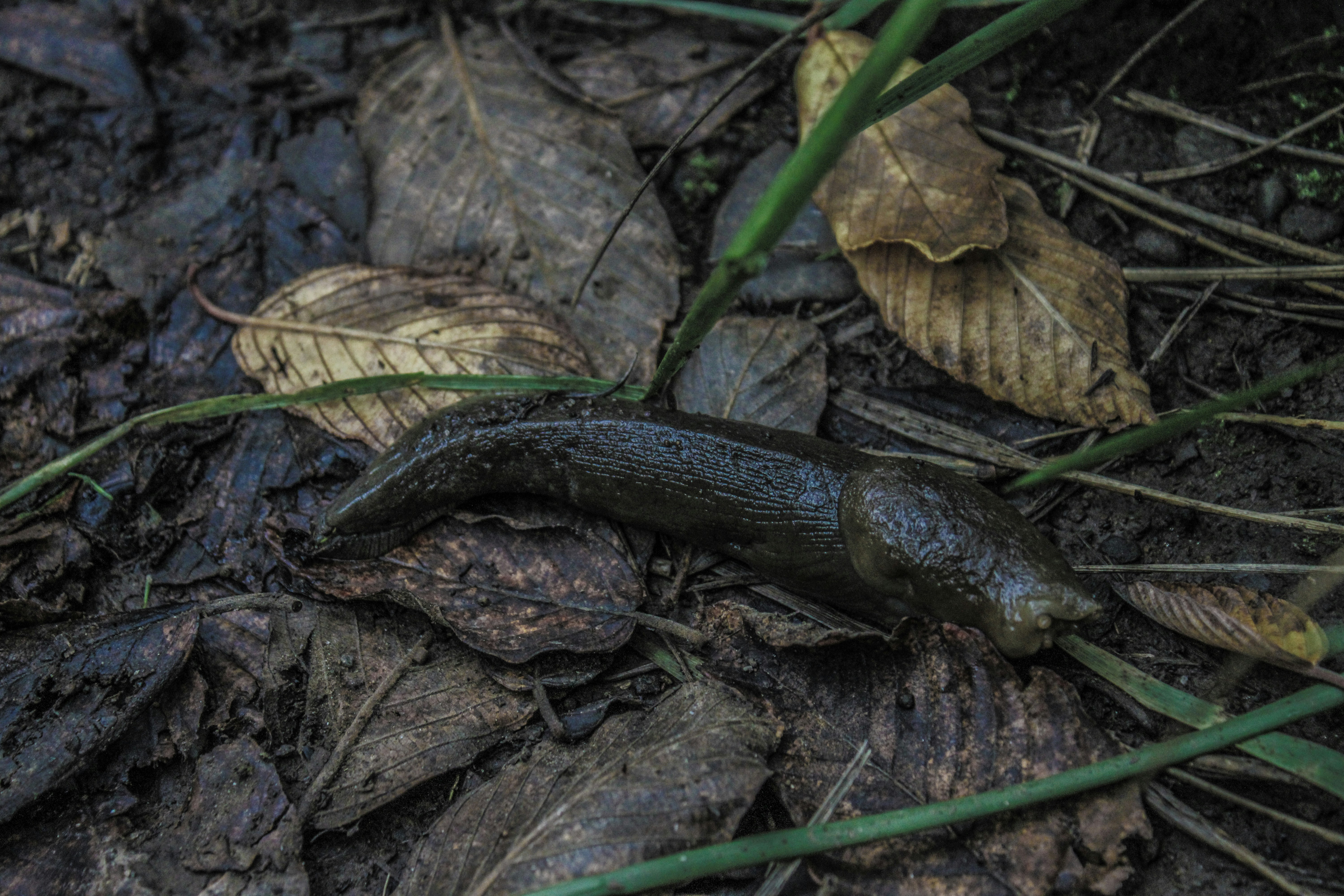 Rain-Kissed Glide: a dark slug threads through damp leaf litter