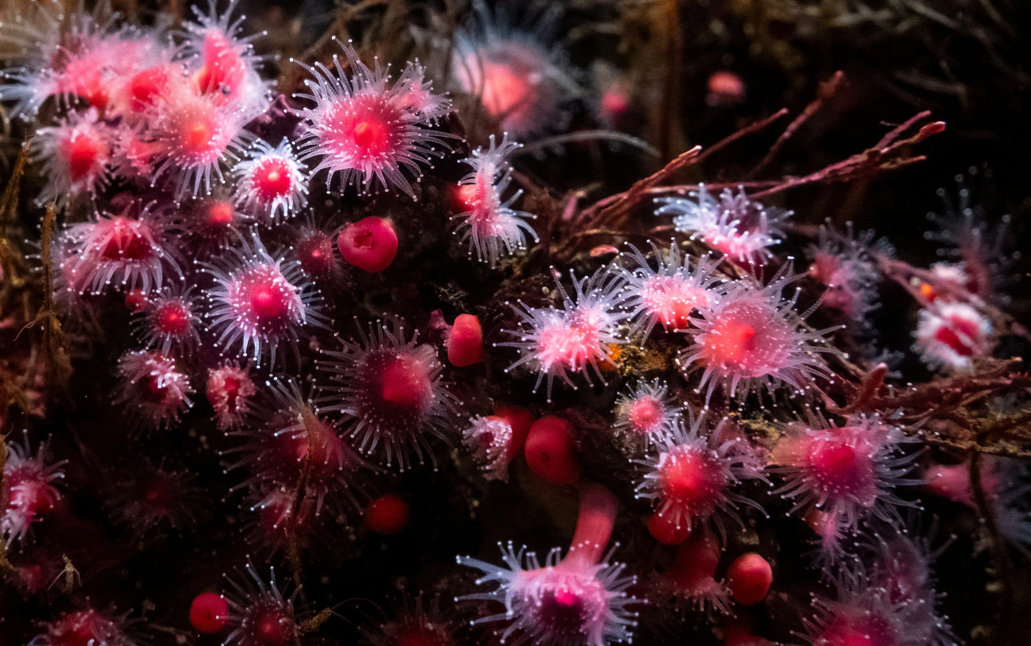Chromatic Bloom: Glowing Drosera-esque Flora in Velvet Darkness