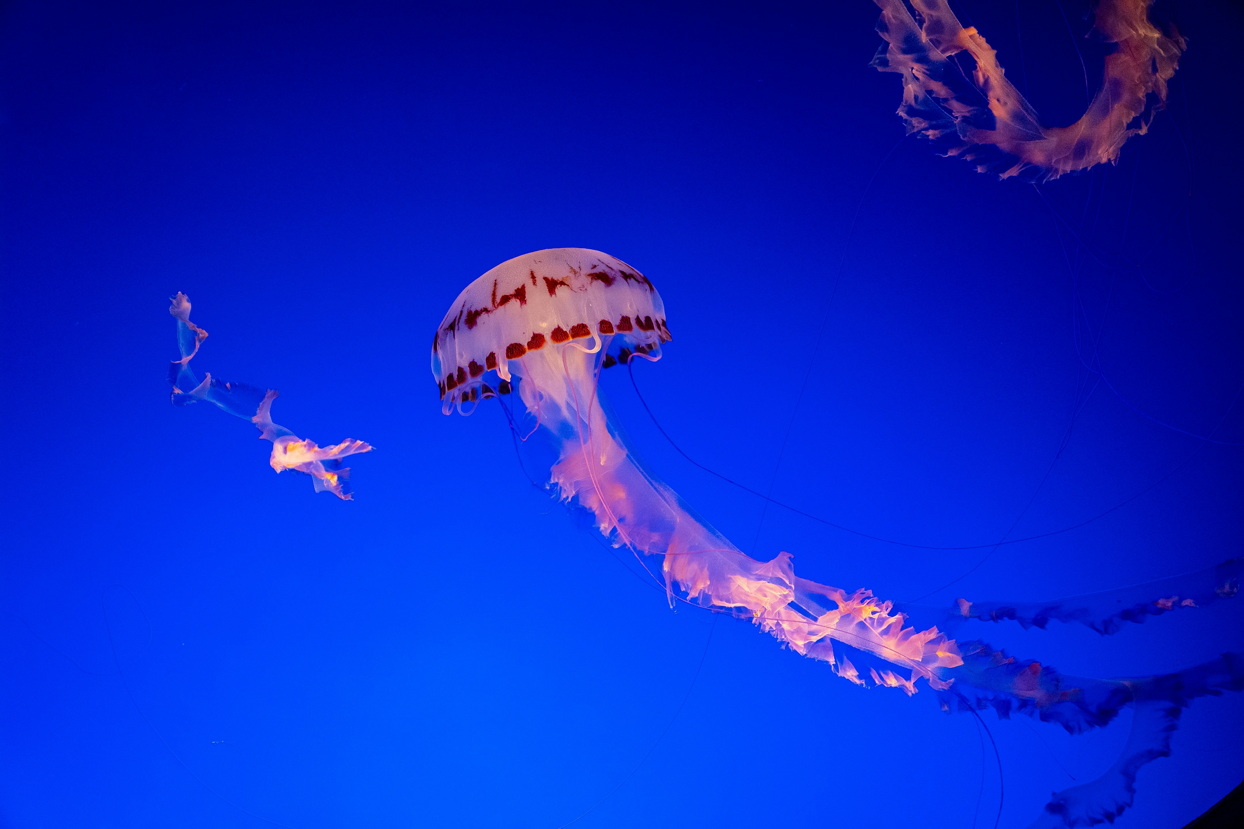 Jellyfish Parachute Drifts Across an Ultramarine Sky