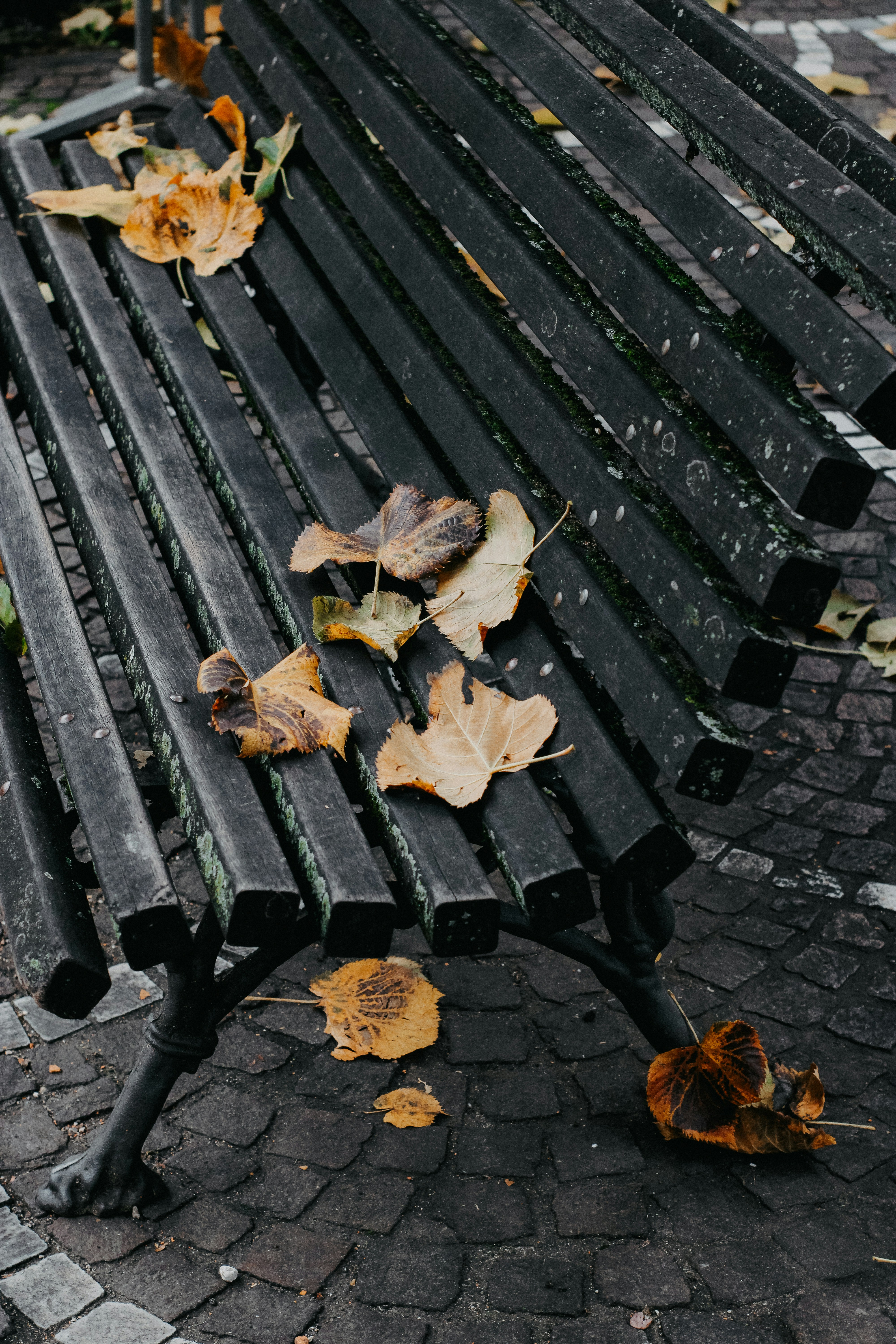A wooden bench with fallen leaves on it photo – Free Furniture Image on ...