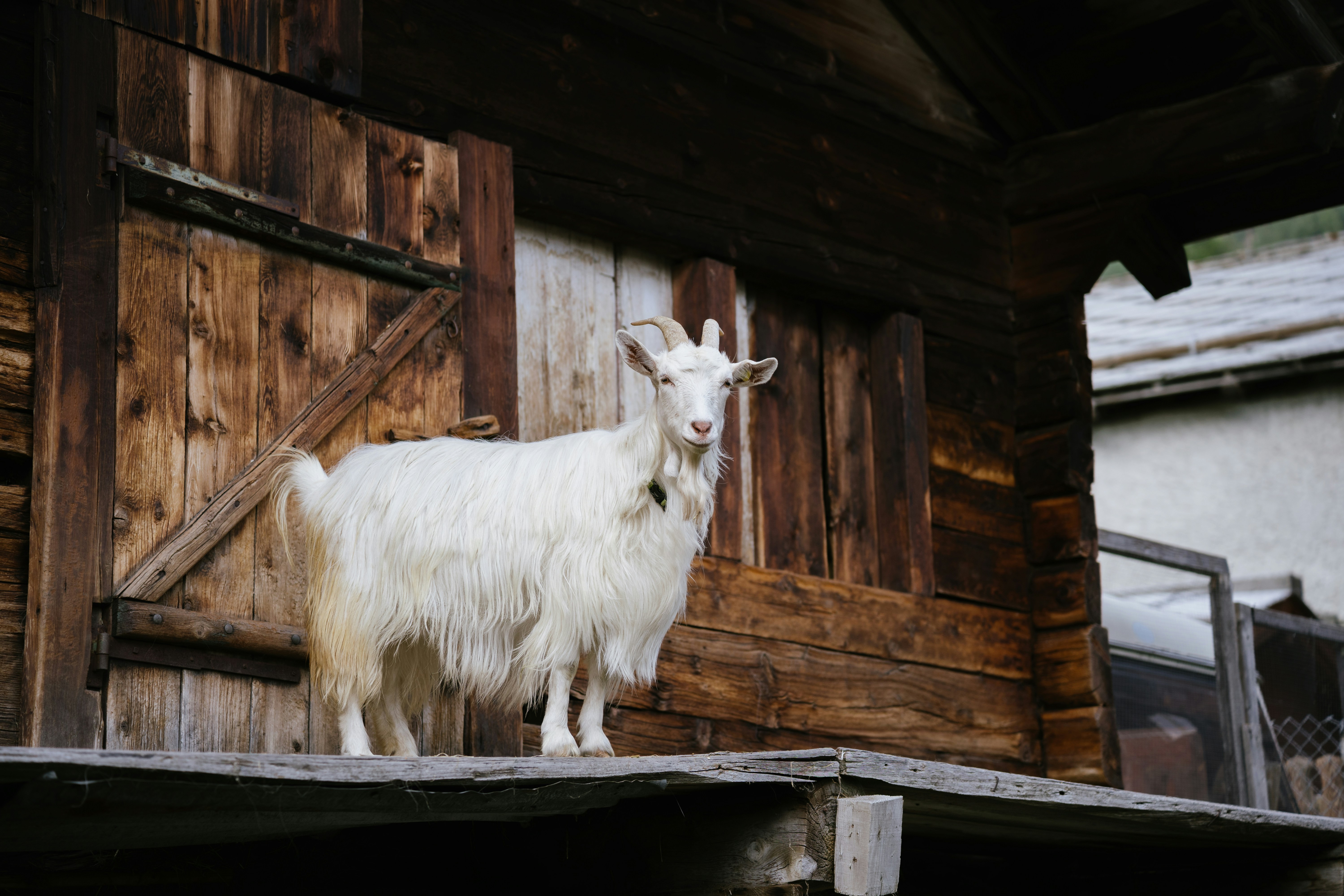 Timber Veranda Sentinel: White Goat on a Weathered Barn Platform