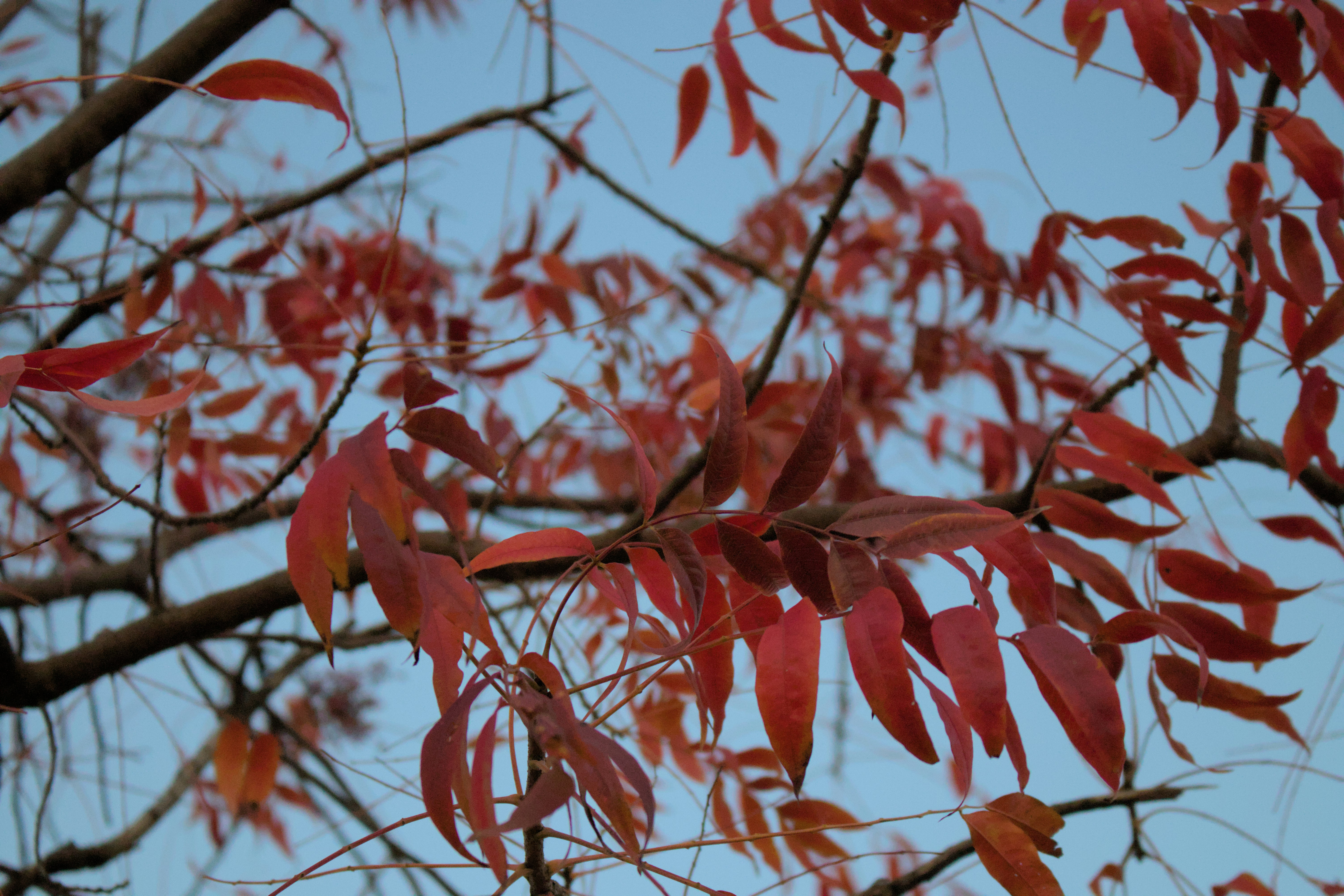Crimson Canopy Against Azure