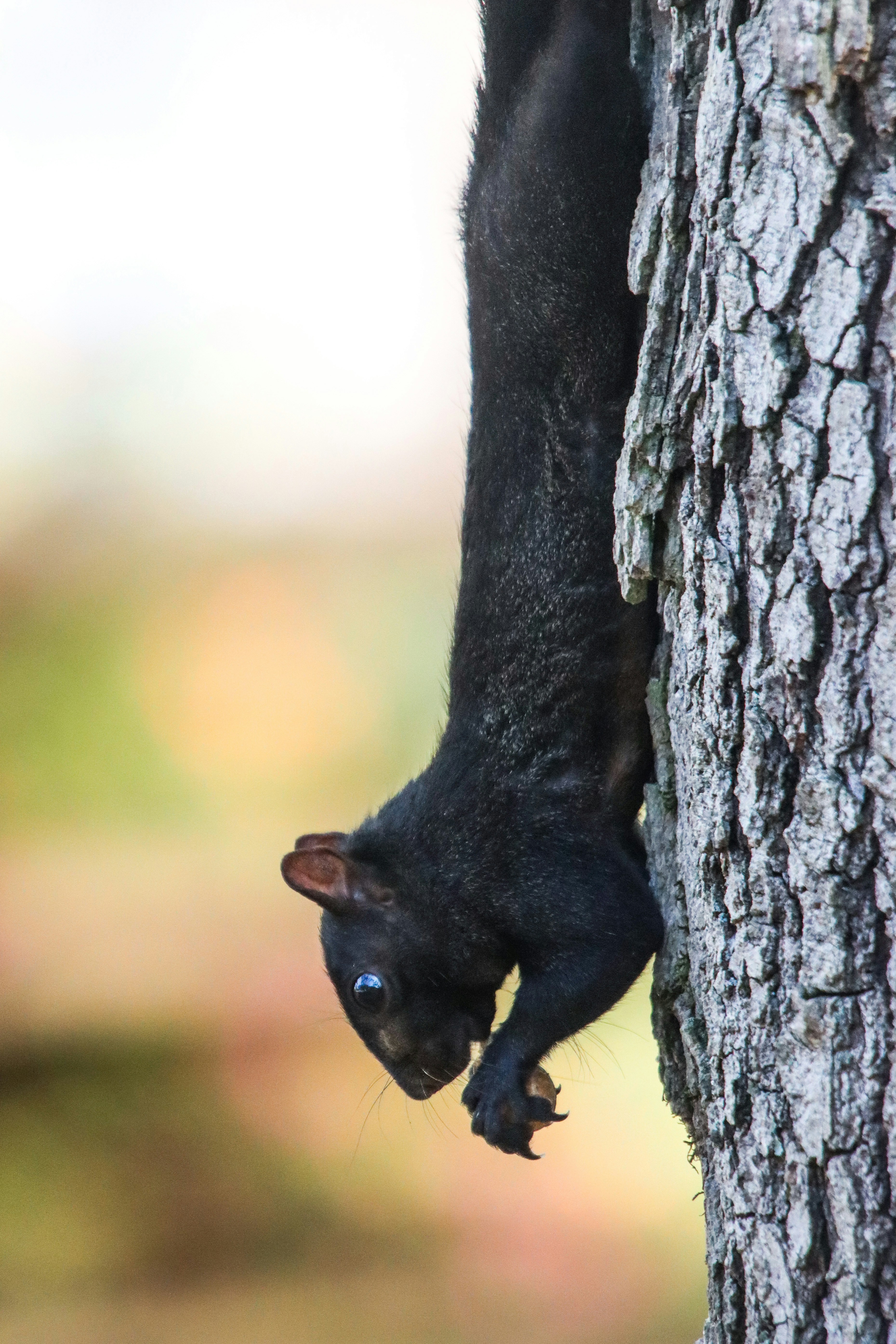 Mid-Rappel: A Black Squirrel Grips the Bark on a Tree