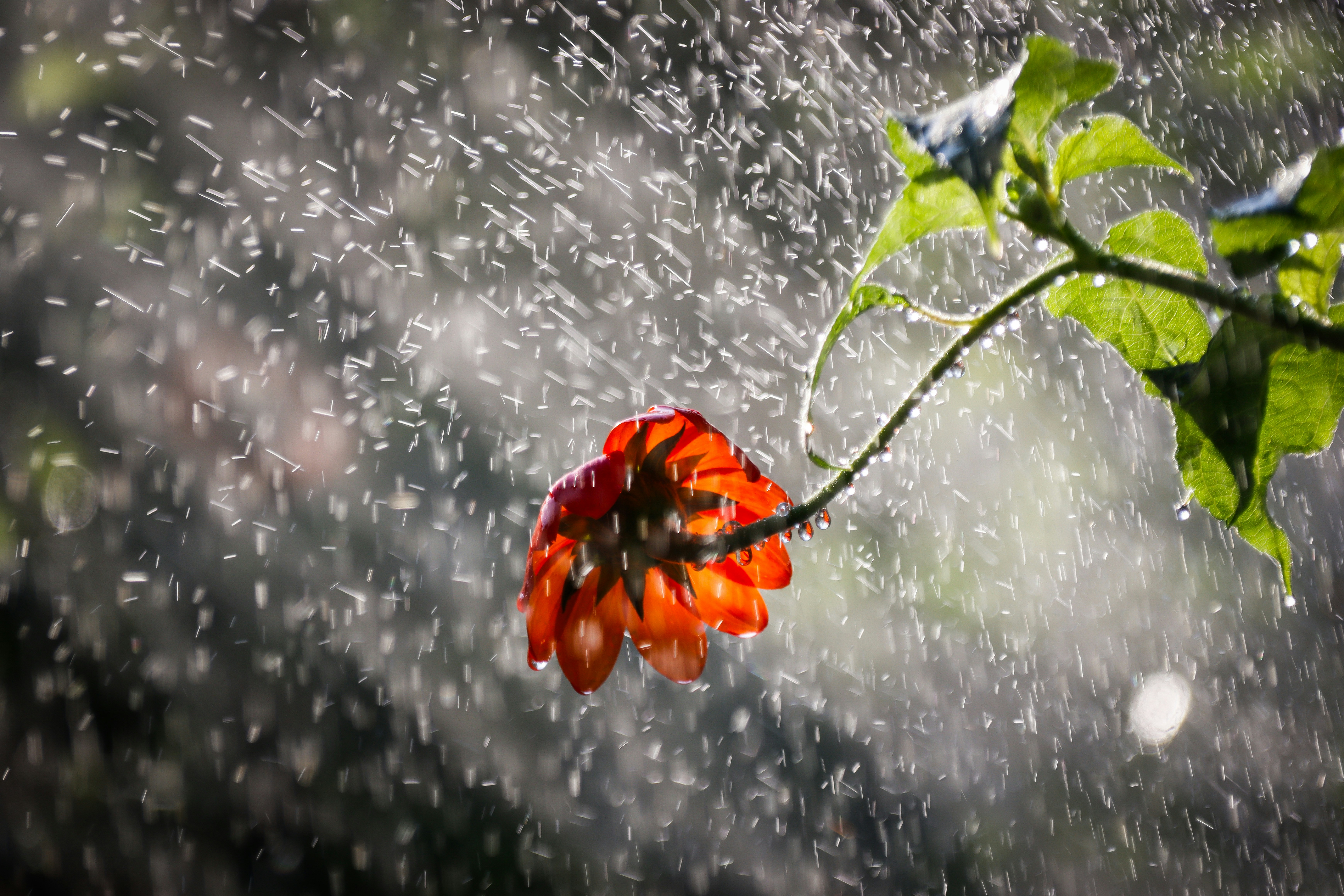 Rain photo shot on Canon EOS 90D
