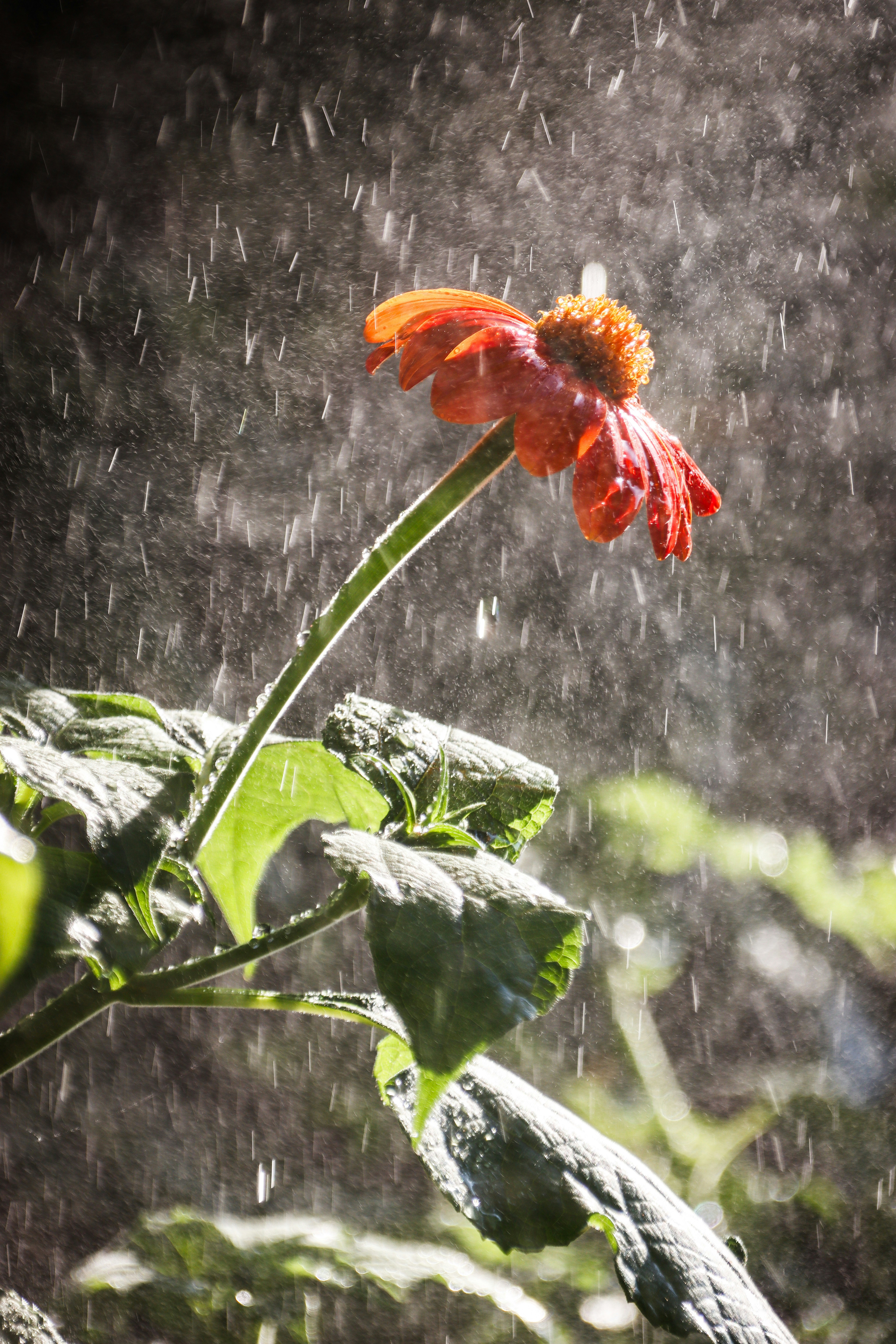 Ember Bloom in Rain: a Zinnia under a Veil of Droplets