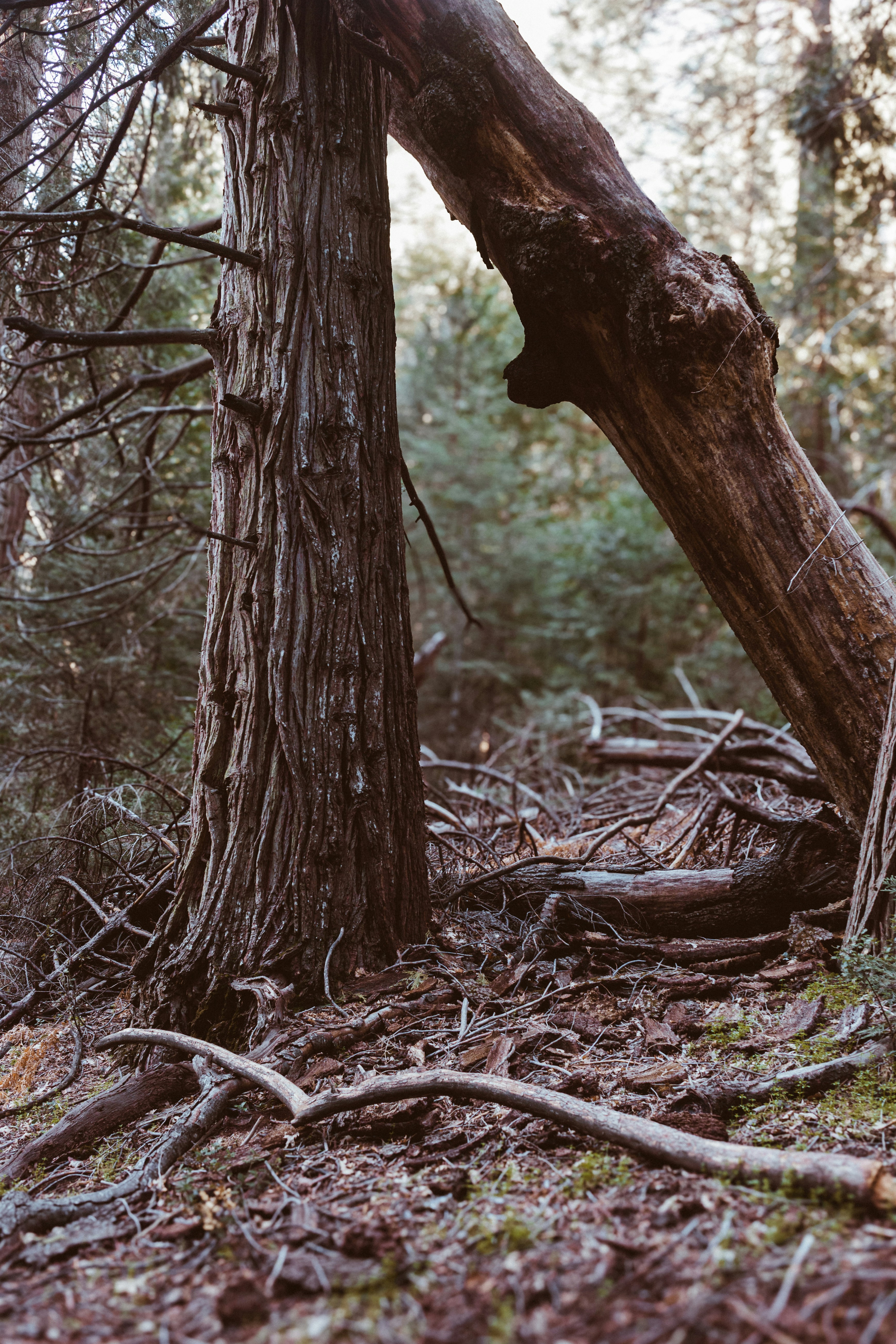 A very large tree in the middle of a forest photo – Free Nature images ...