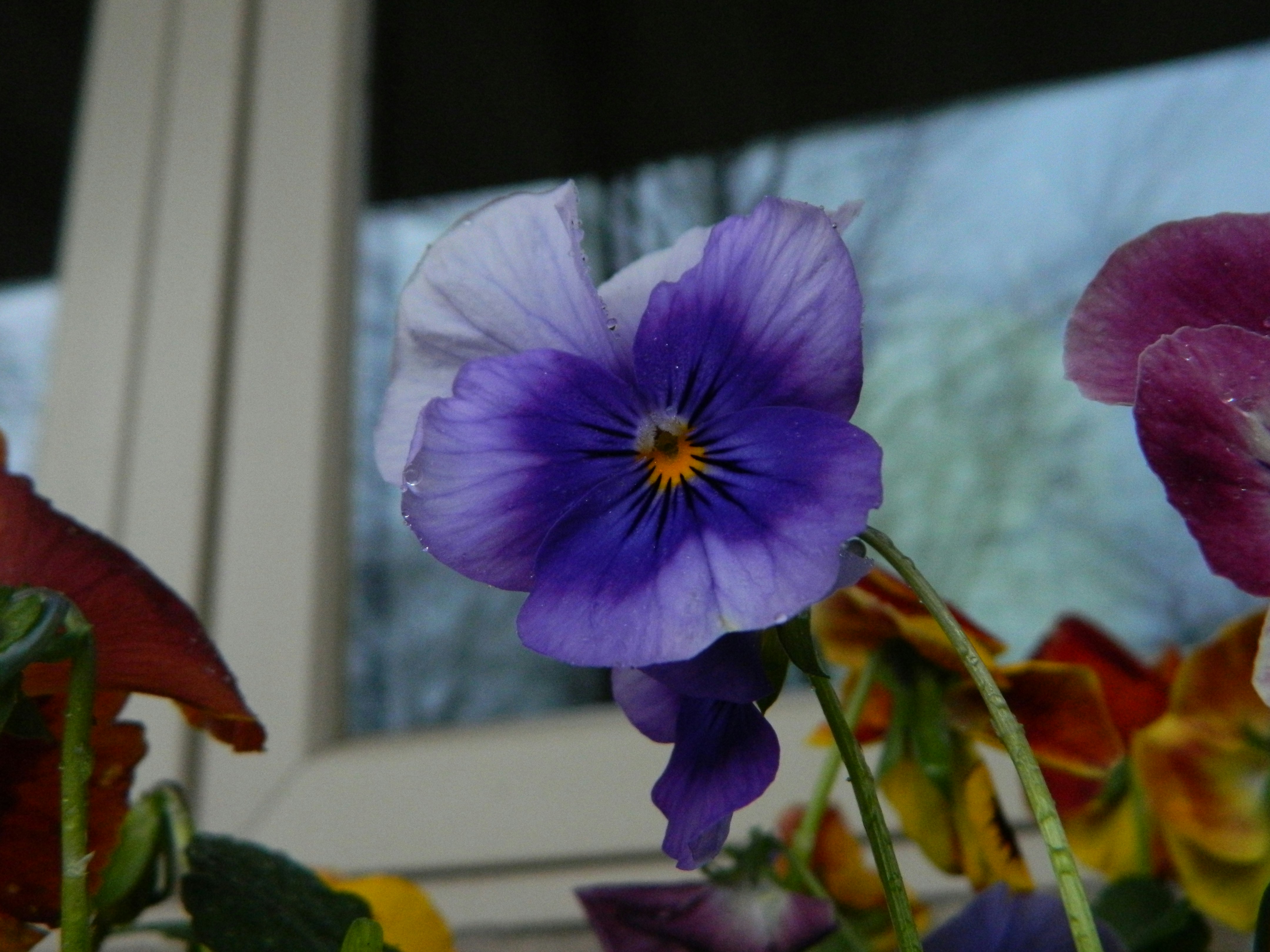 Velvet Violet by the Window: A Pansy in Sunlit Focus