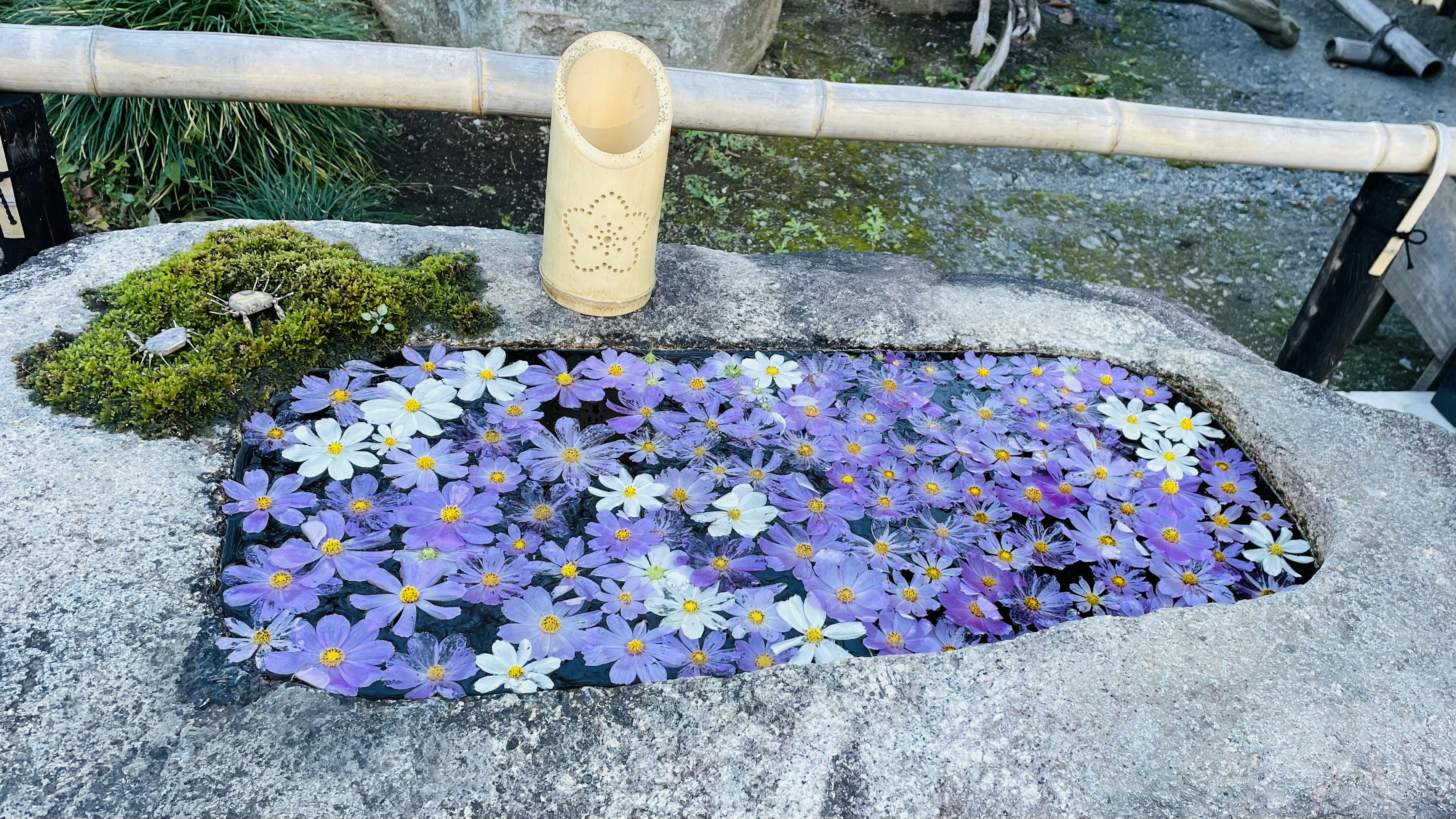 Purple Daisy Trough: A Quiet Bed of Flowers Framed by Bamboo and Stone