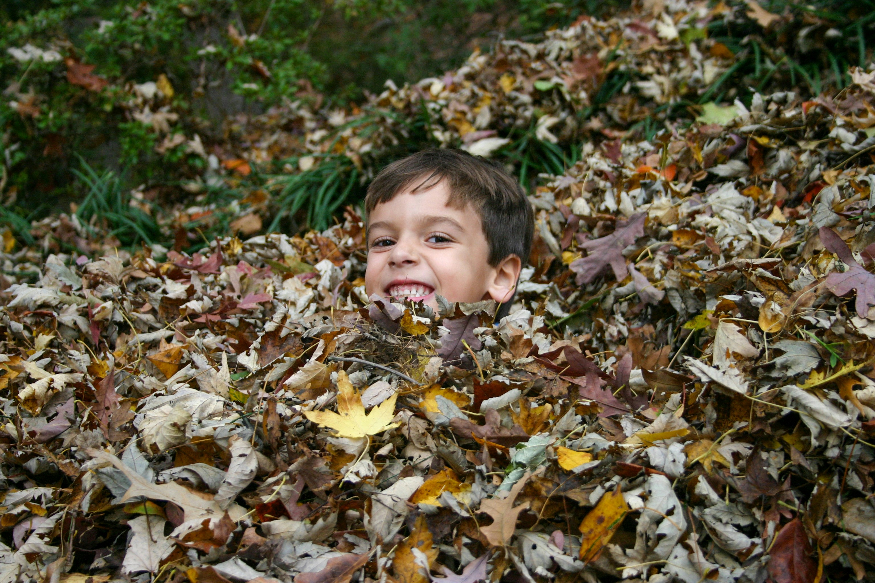 A young boy hiding in a pile of leaves photo – Free Leaf Image on Unsplash