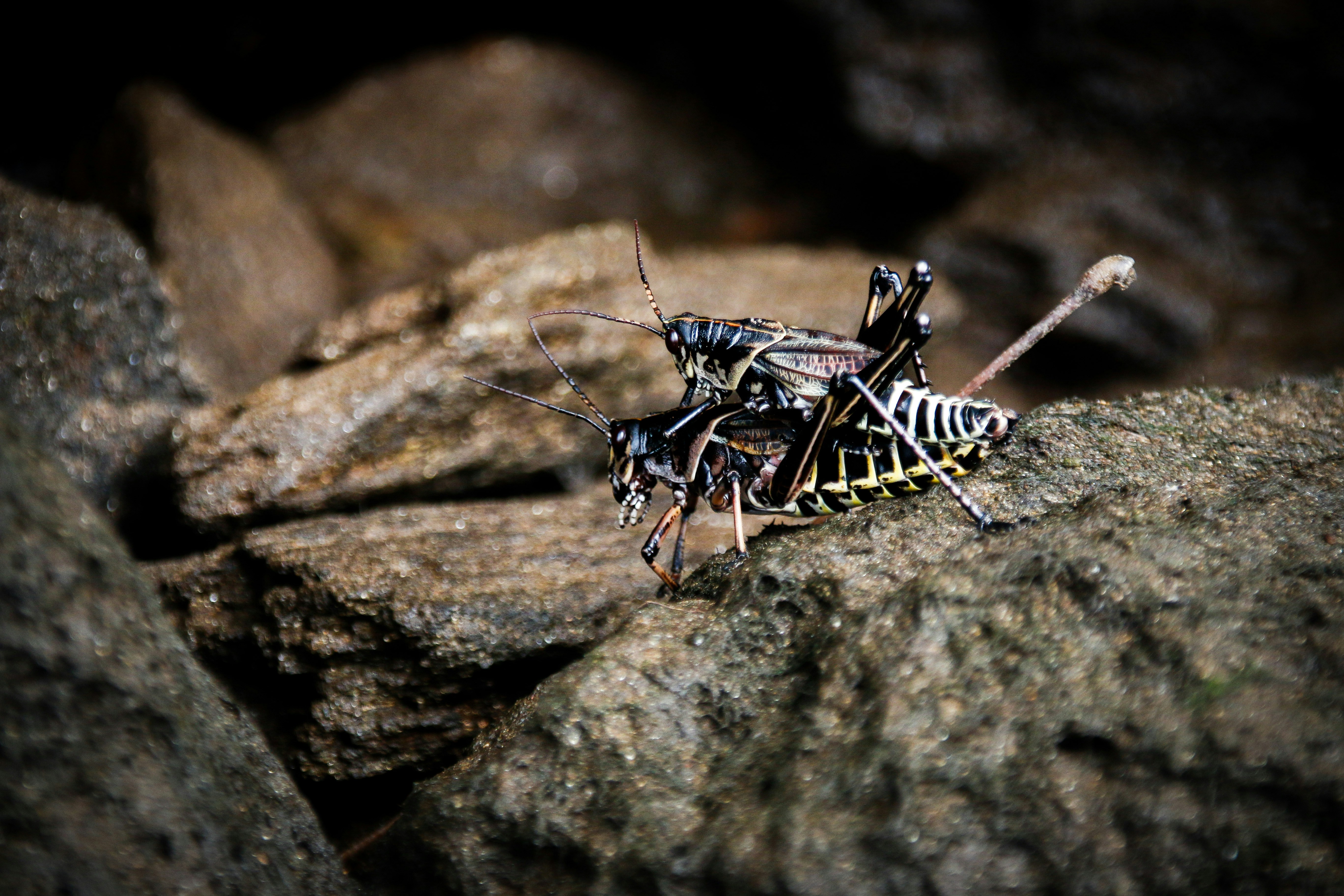Twin-striped Mantis Pair on Weathered Rock