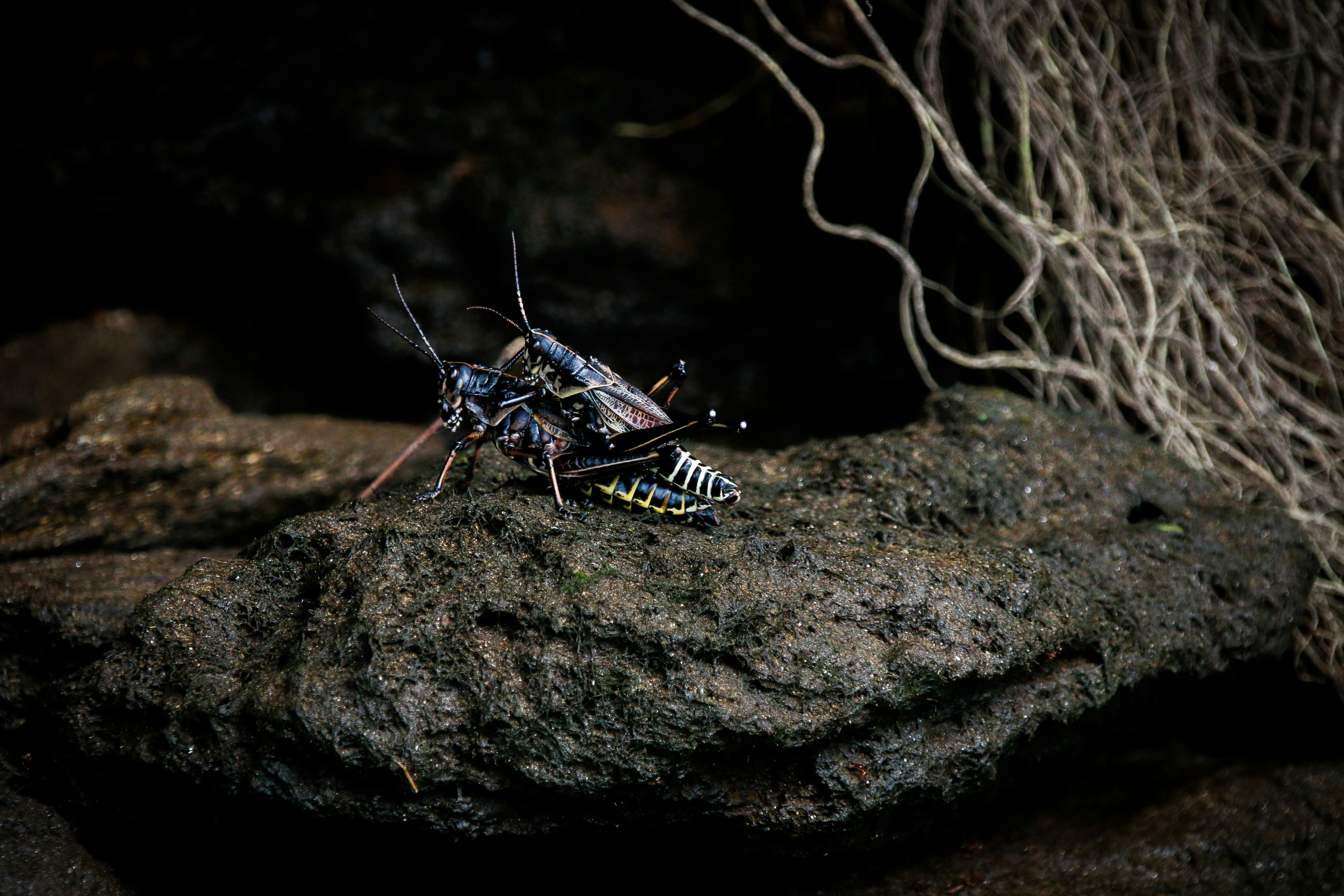 Foto Un bicho que está sentado en una roca – Imagen Roca gratis en Unsplash