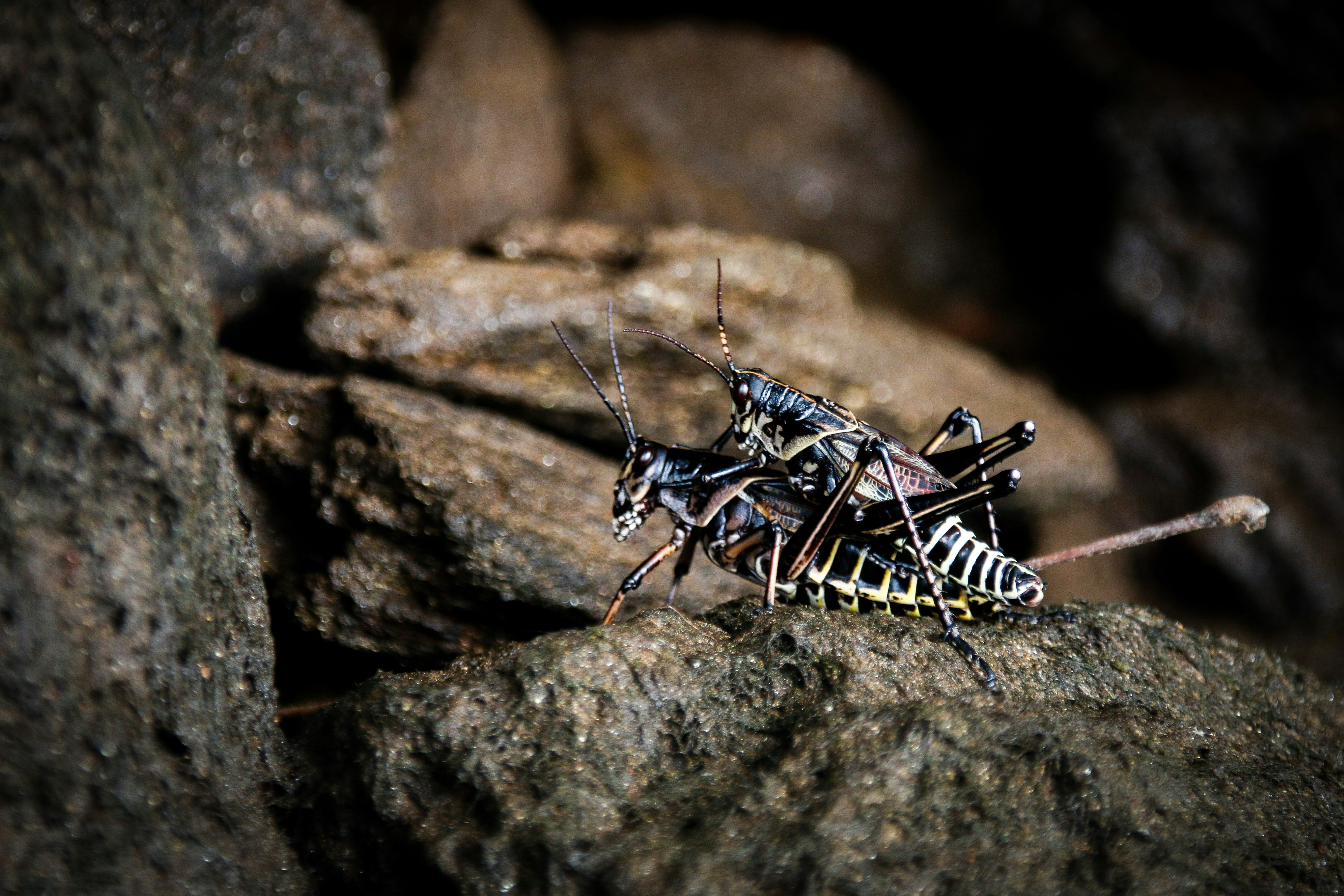Staged on Stone: A duo of Crystalline Wasps in Concert on a Crag