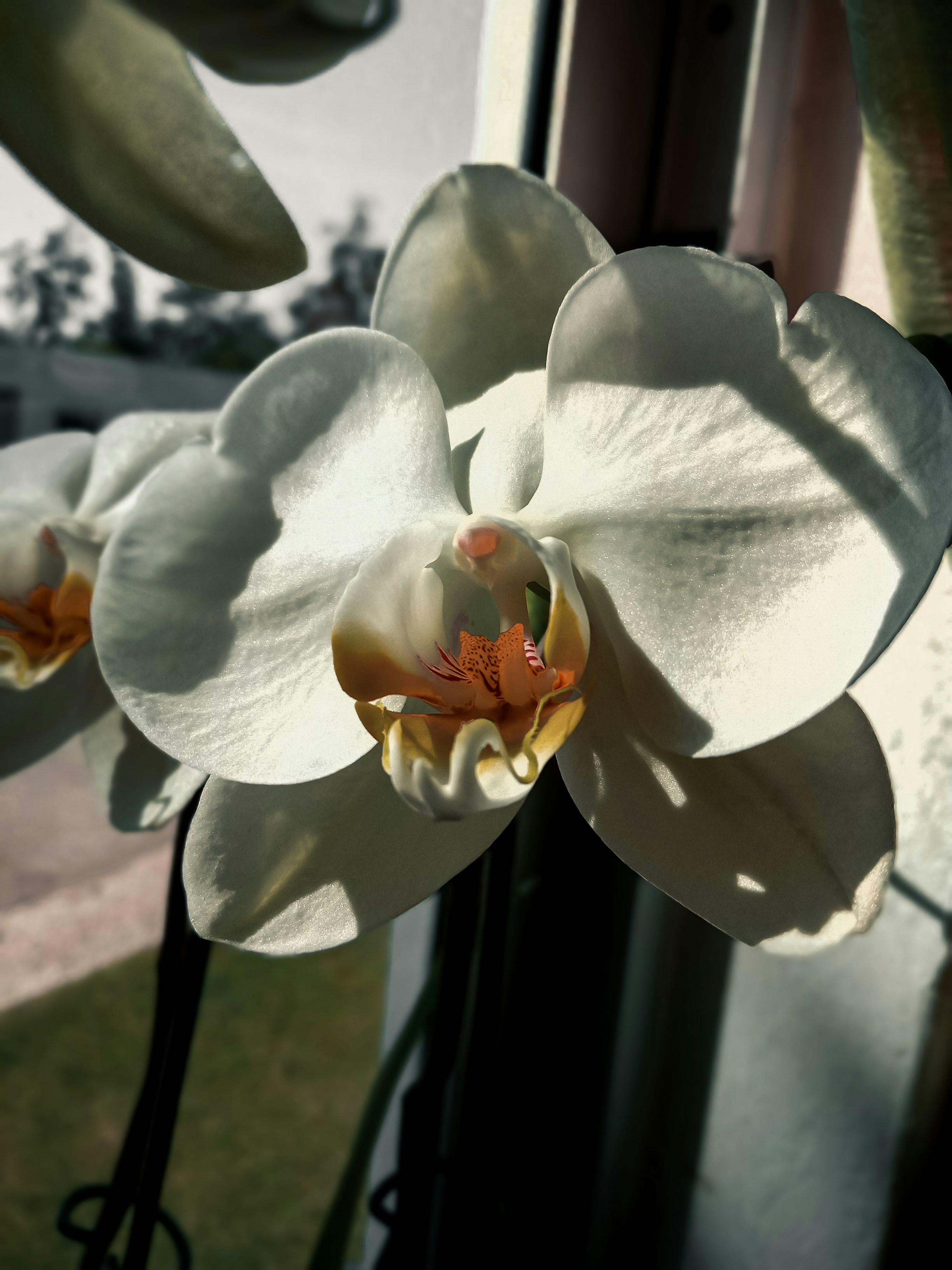 A close up of a flower near a window photo – Free Orquideas Image on ...