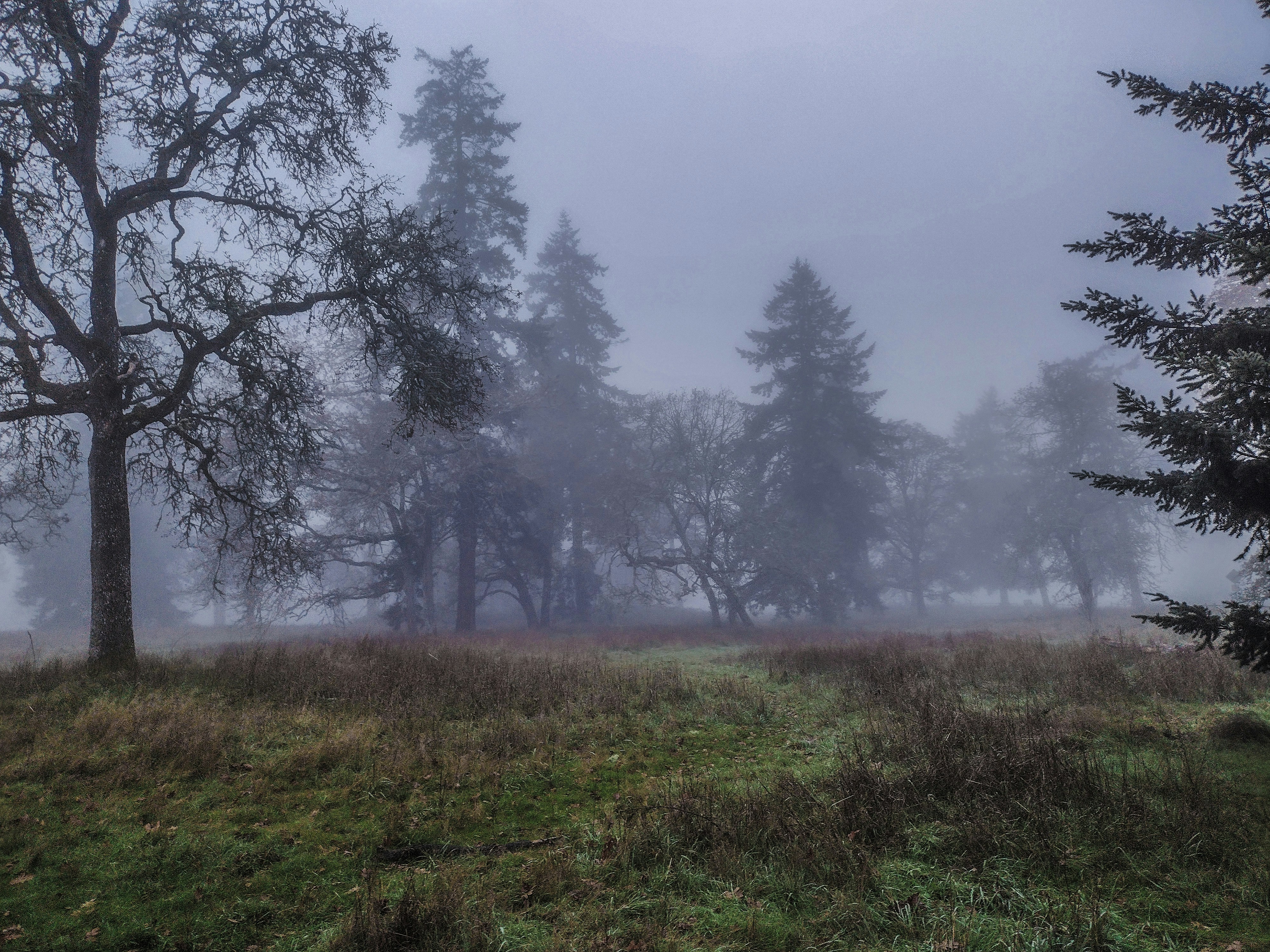 Fog-shrouded field with distant trees silhouetted against a gray sky.