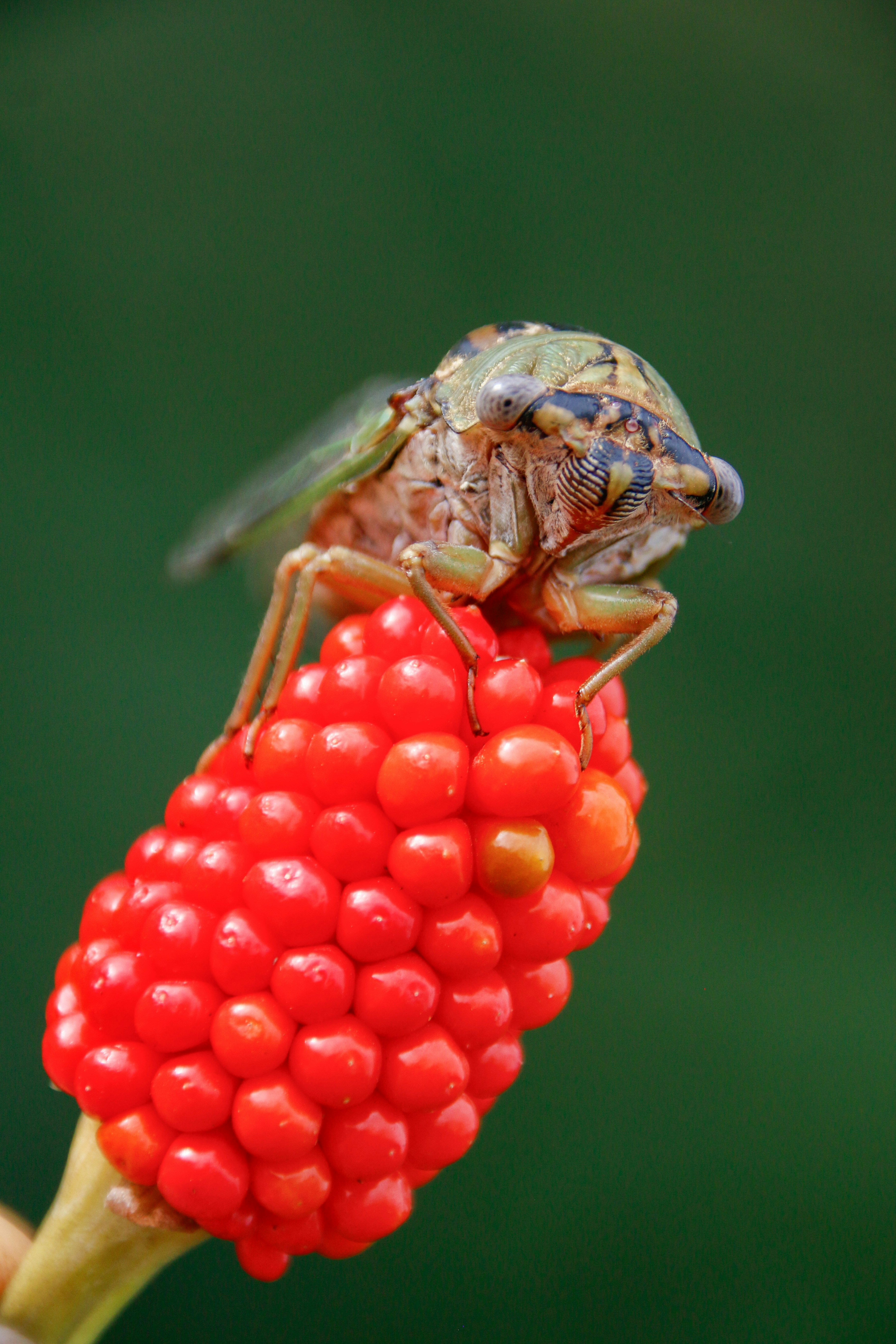 Emerald Macro Moment: Tiny Insect Perched on a Ruby Berry