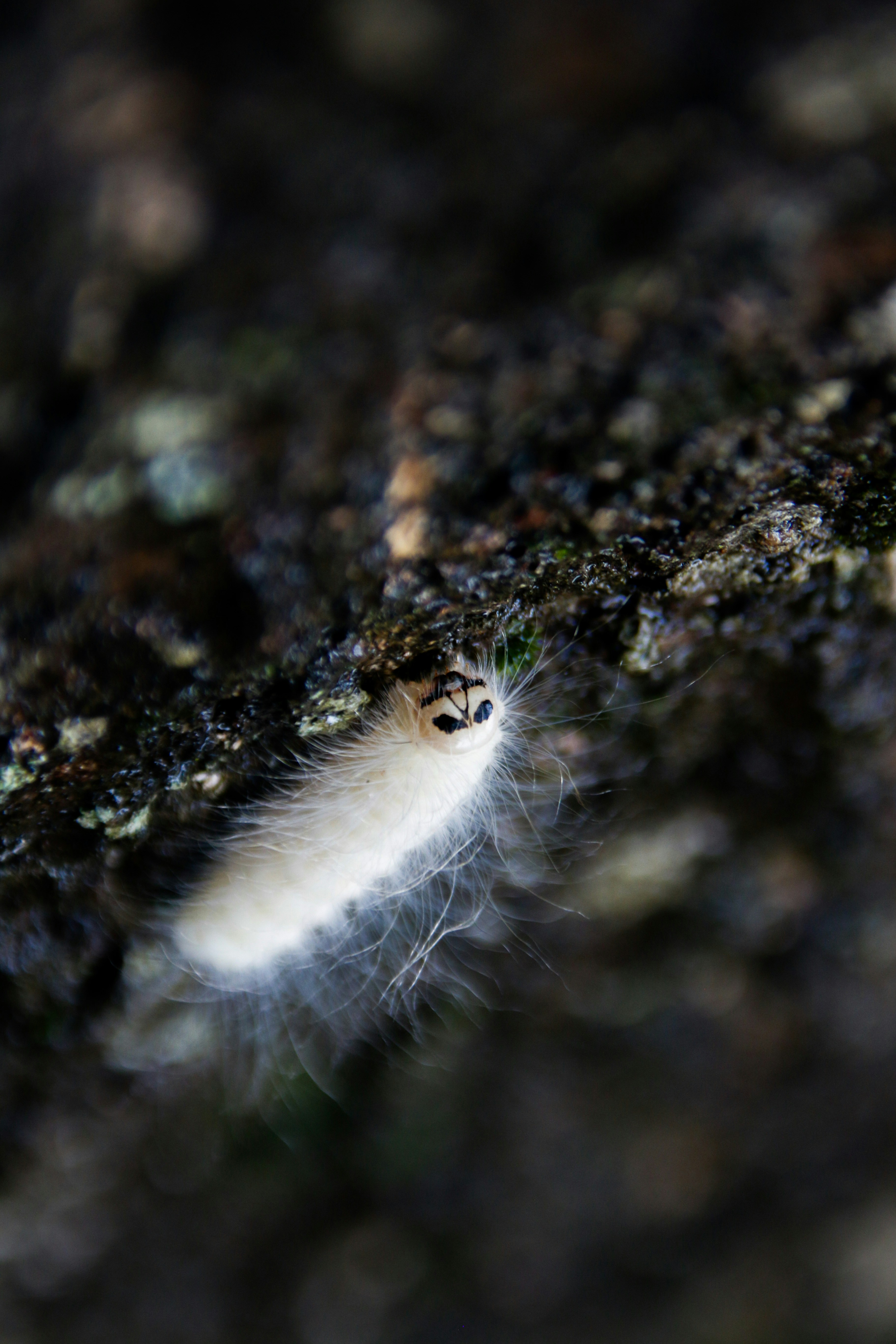 Fluff on Stone: A Tiny White Caterpillar Clinging to a Mossy Crevice