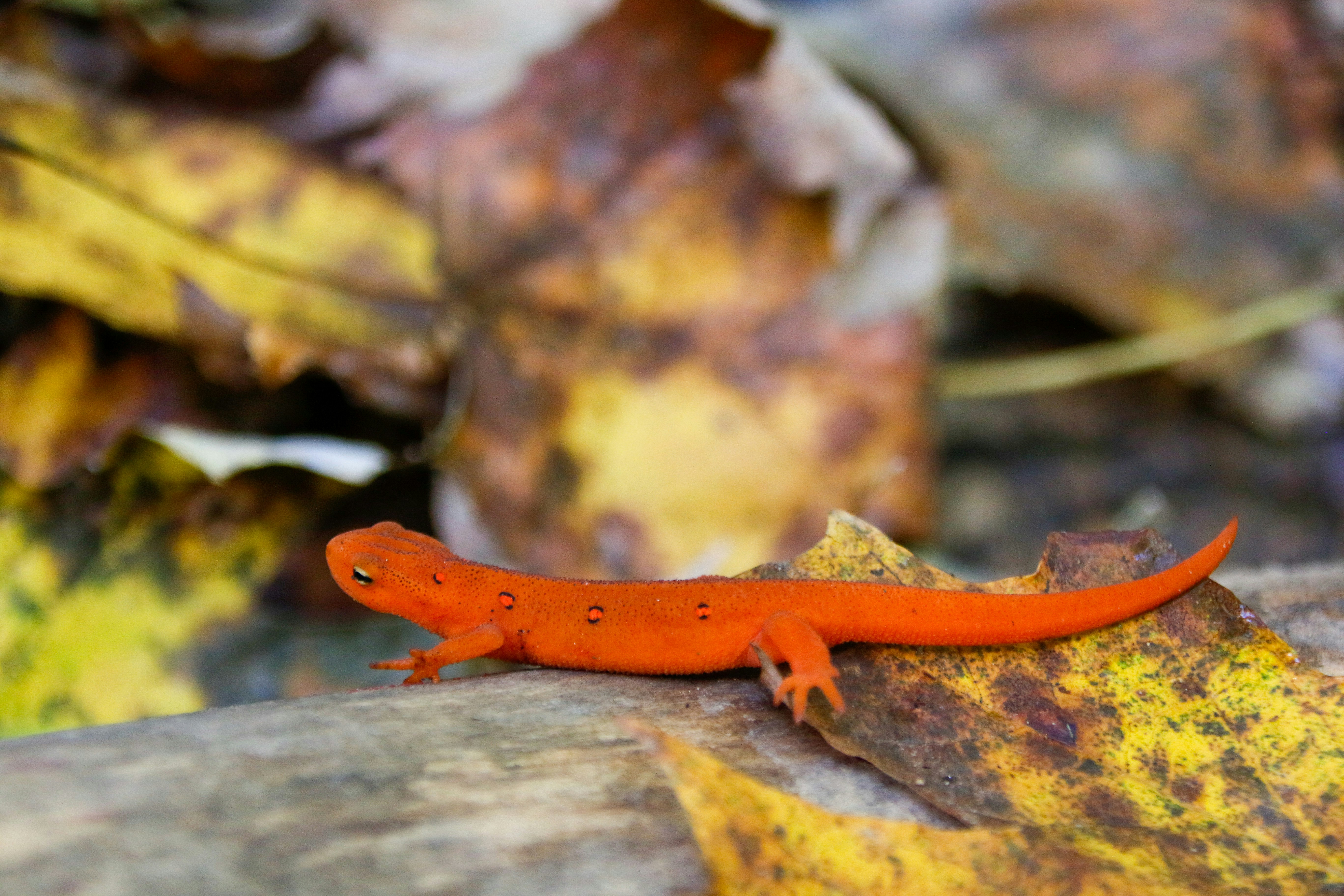 A small orange lizard sitting on top of a leaf covered ground photo ...