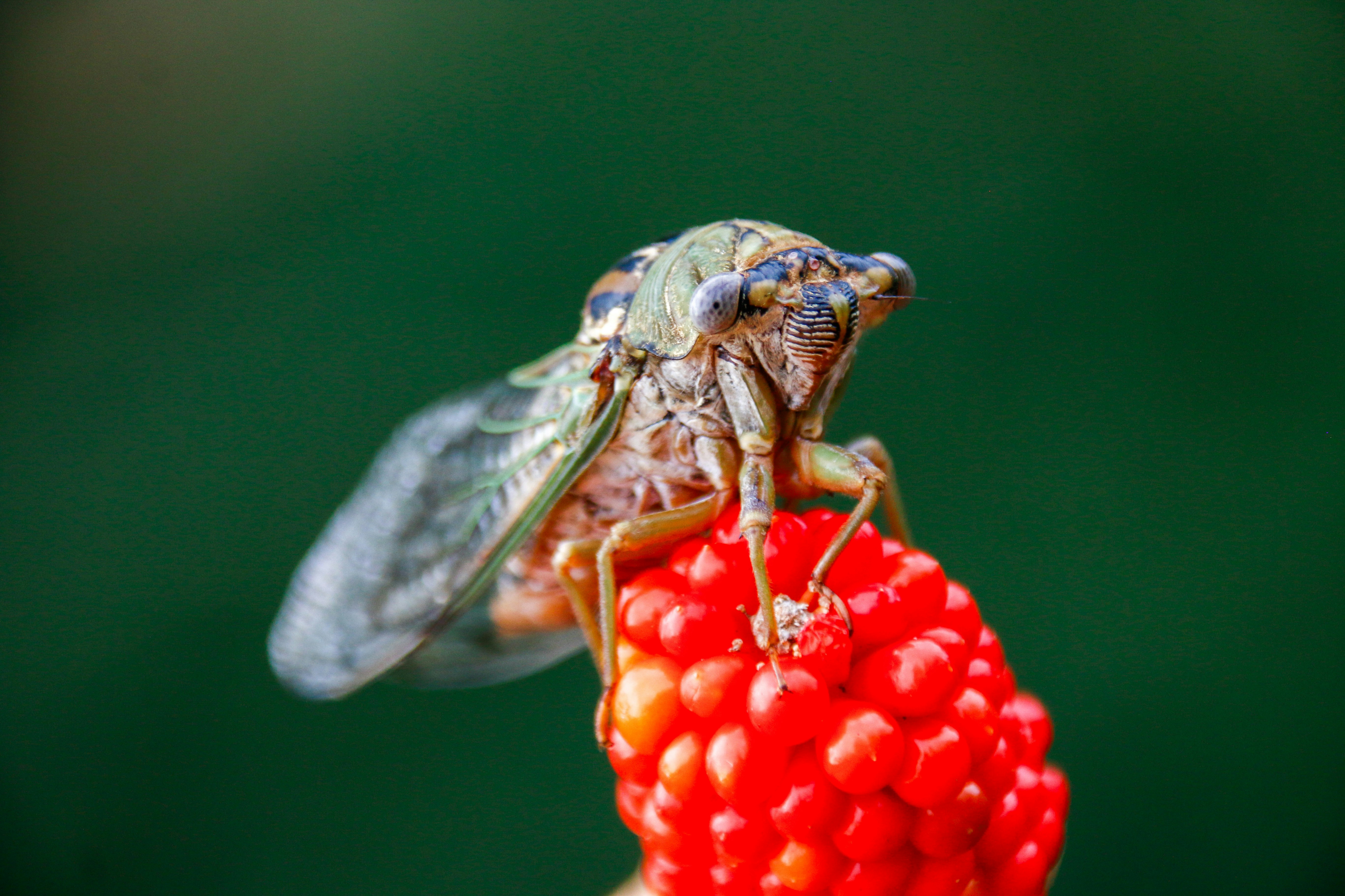 Close-Up of a Hoverfly Perched on a Bright Red Pollen Cone
