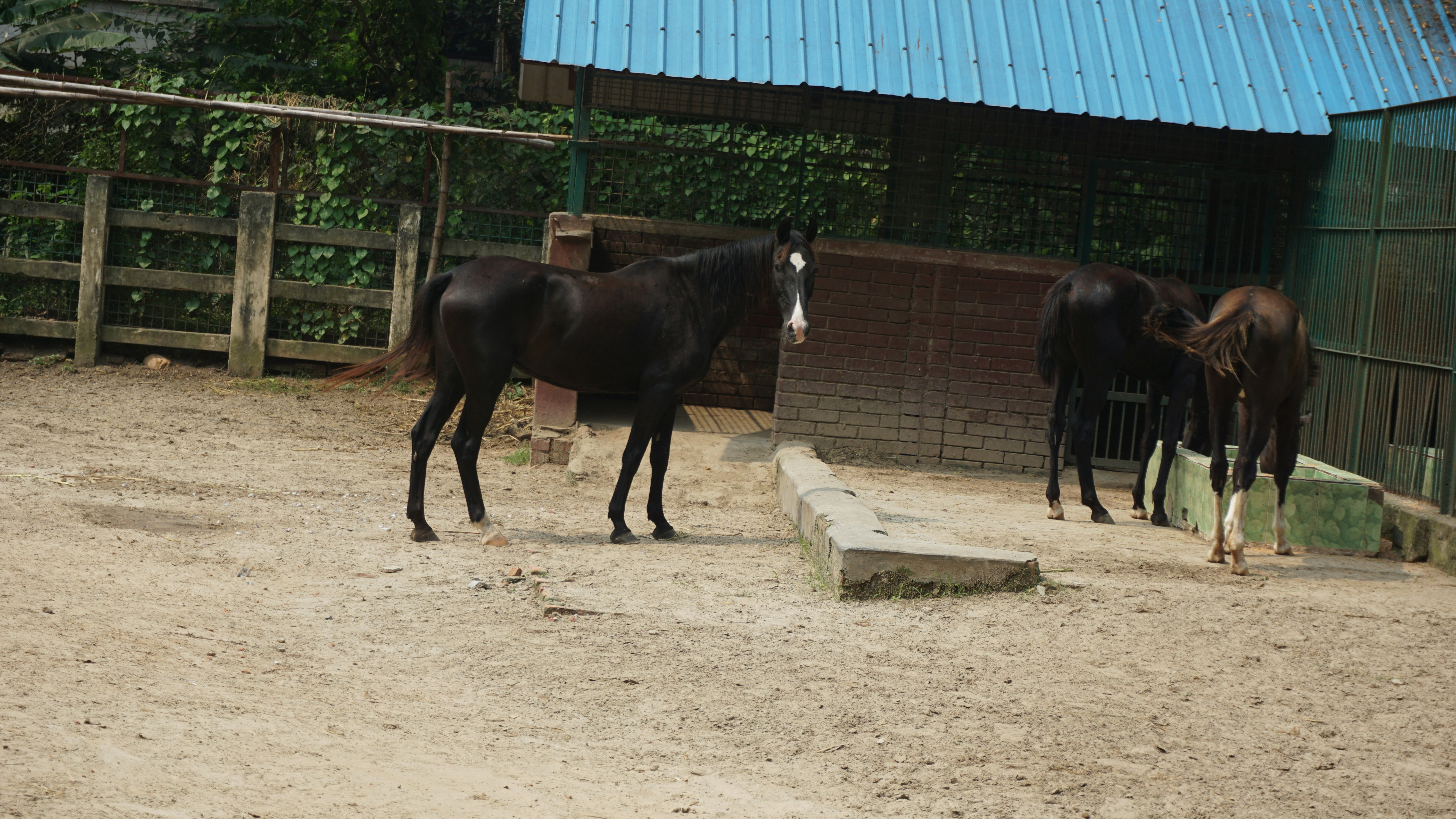 Two dark-colored horses standing in a fenced dirt enclosure beside a barn with a blue roof.
