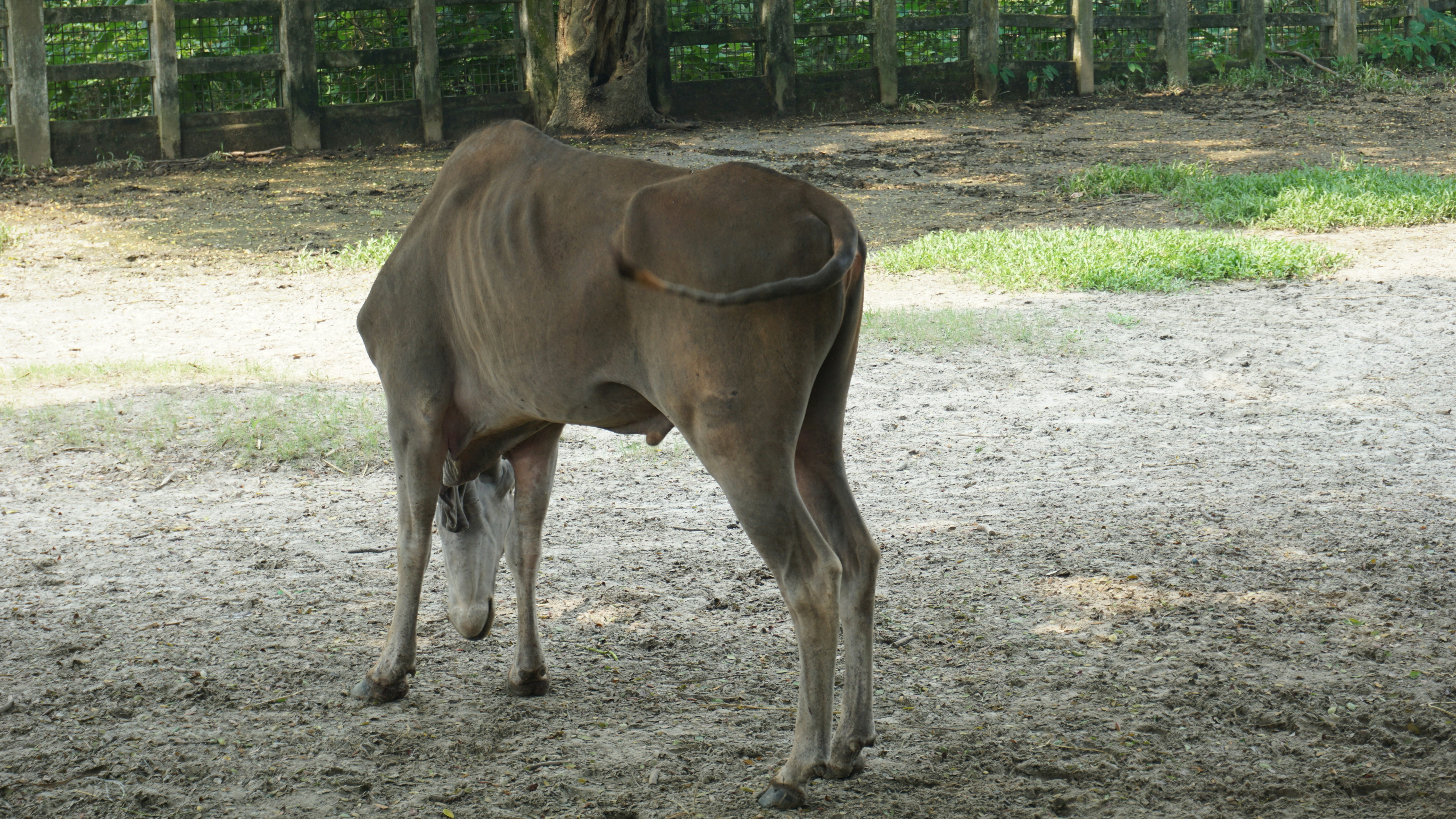 Dust and Shade: The Donkey's Quiet Posture in a Fenced Yard