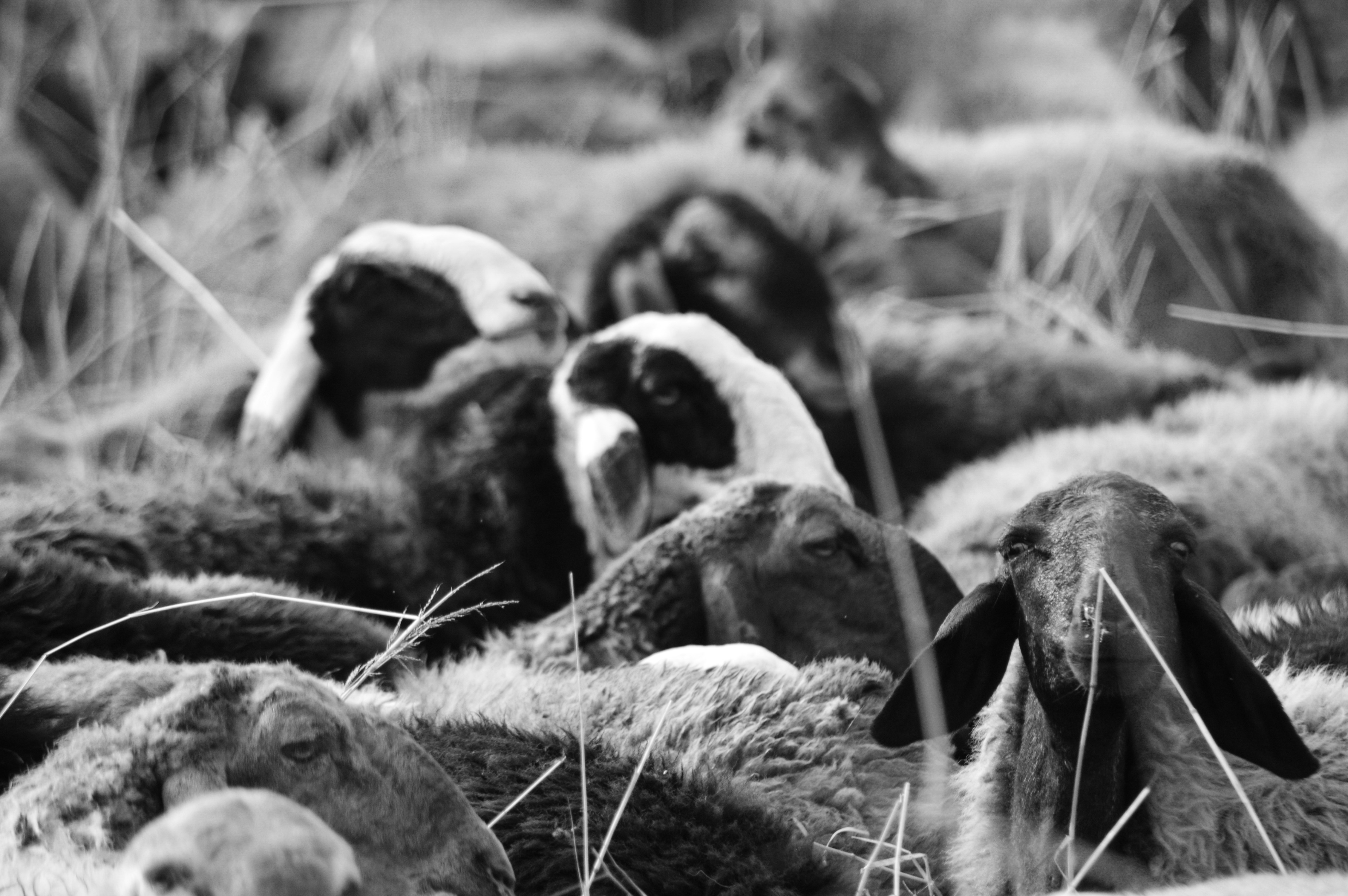 Serene Flock in Monochrome Harmony