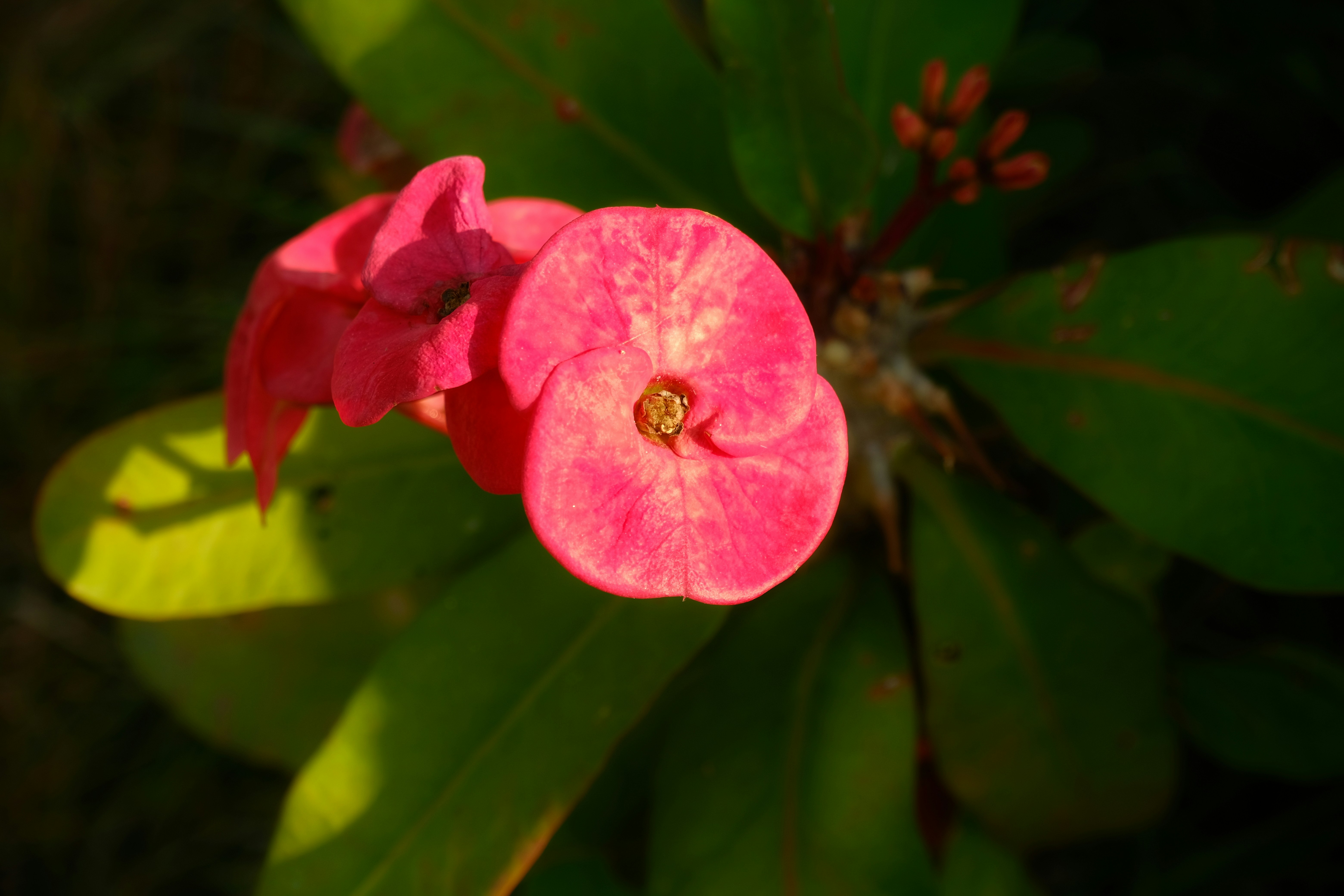 Petal Spotlight: A Pink Bloom in Quiet Shadow