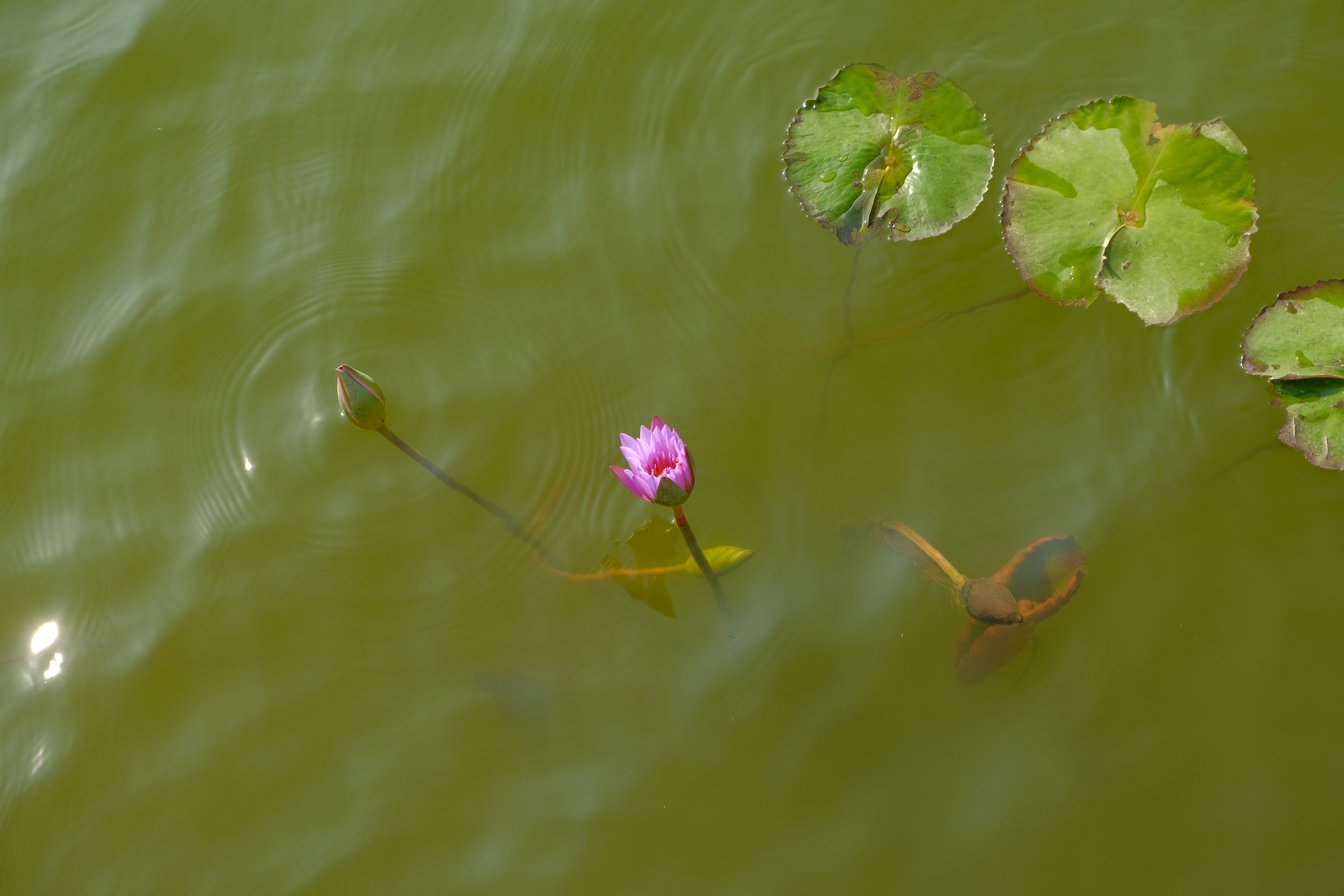 Water Lilli in Bloom