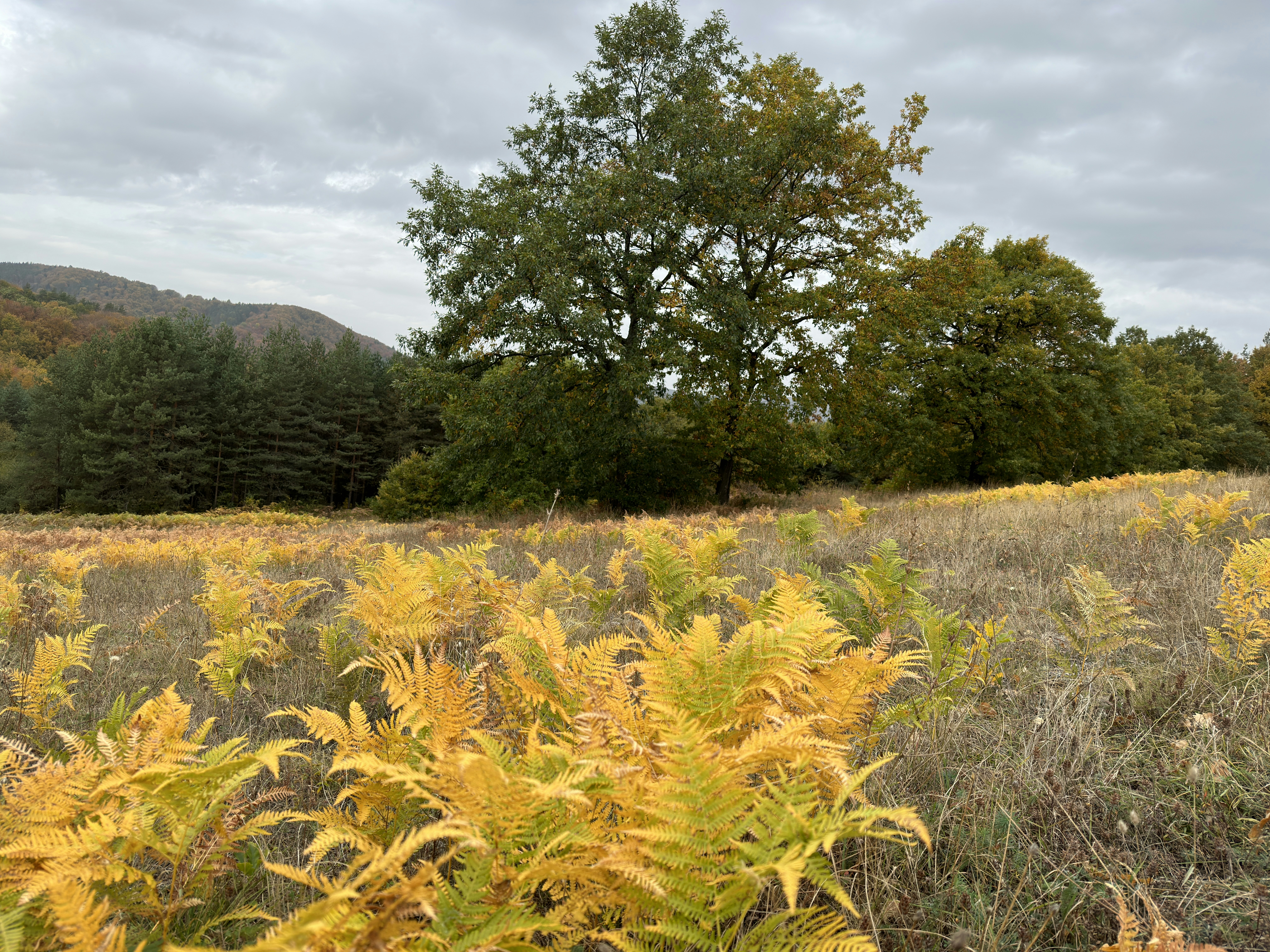 Lone Oak Framed by a Field of Golden Ferns in Autumn Cloudscape