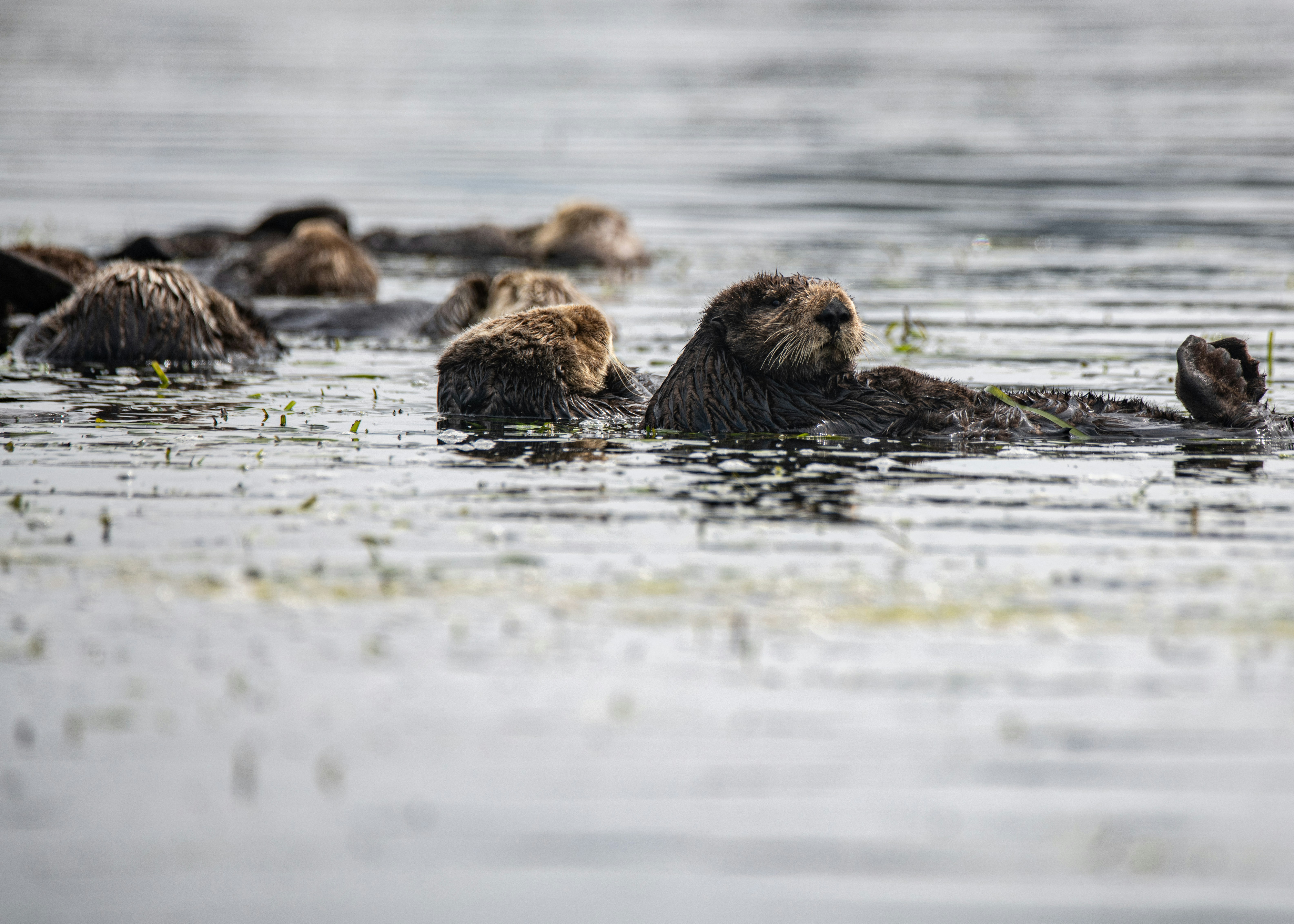 A group of sea otters swimming in a body of water photo – Free Grey ...