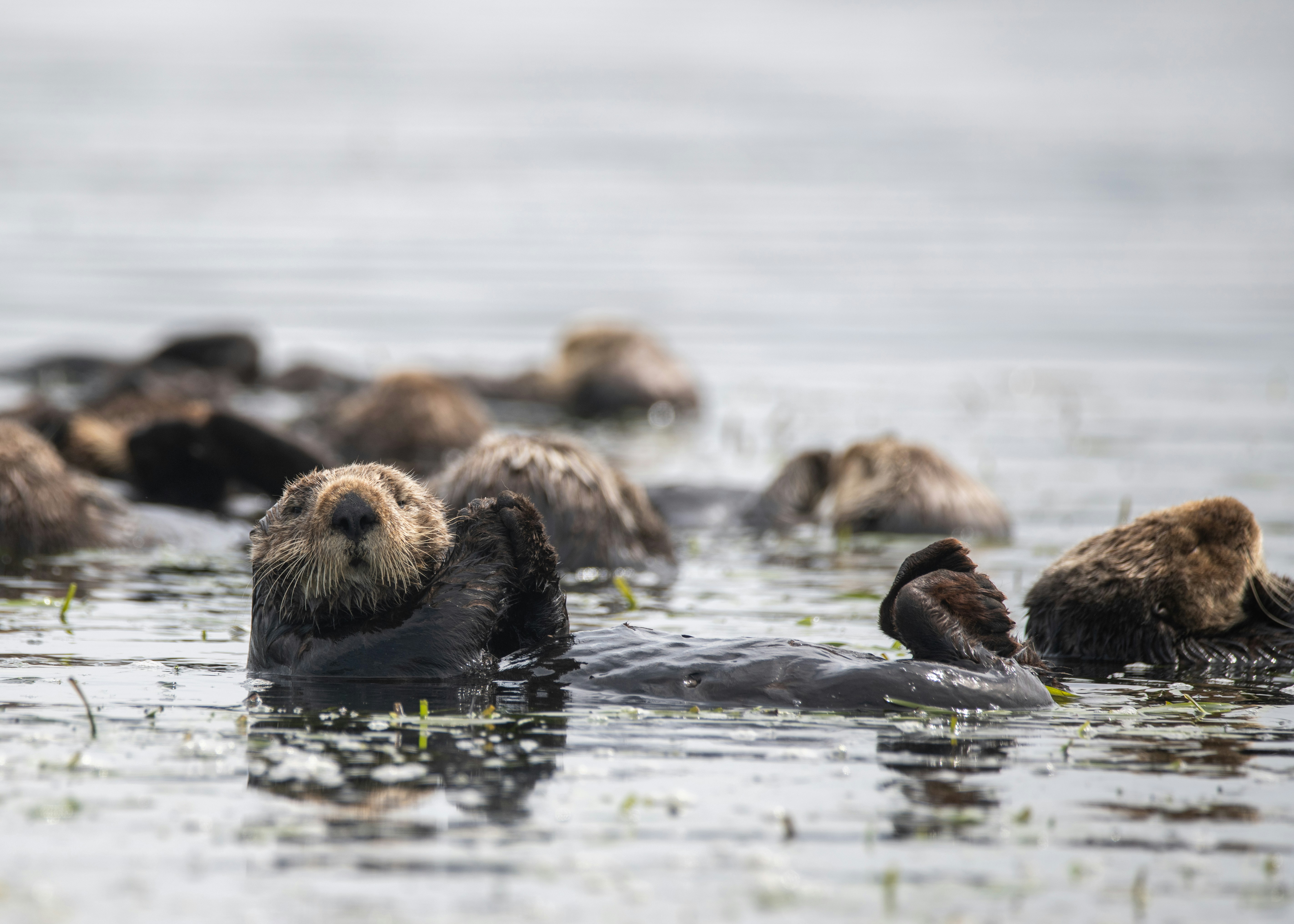 Nutria De Río Nadando Bajo El Agua